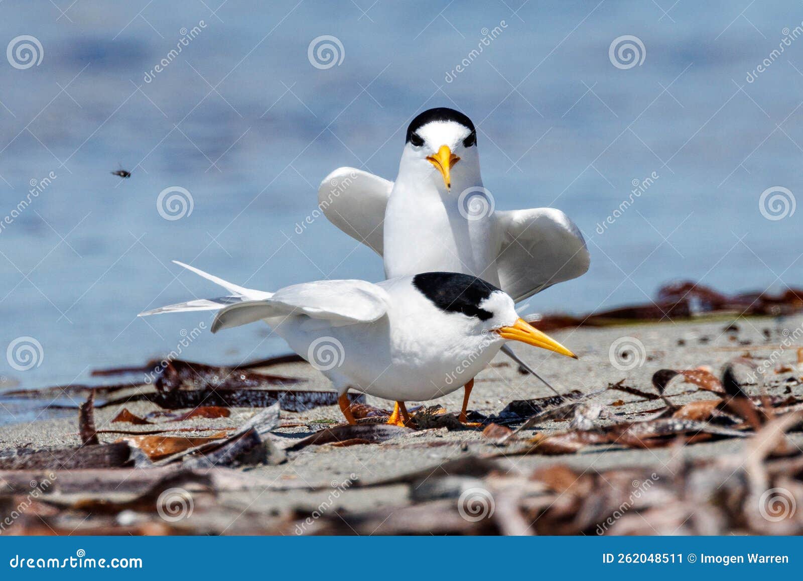 Australian Fairy Tern in Western Australia Stock Image - Image of fauna ...