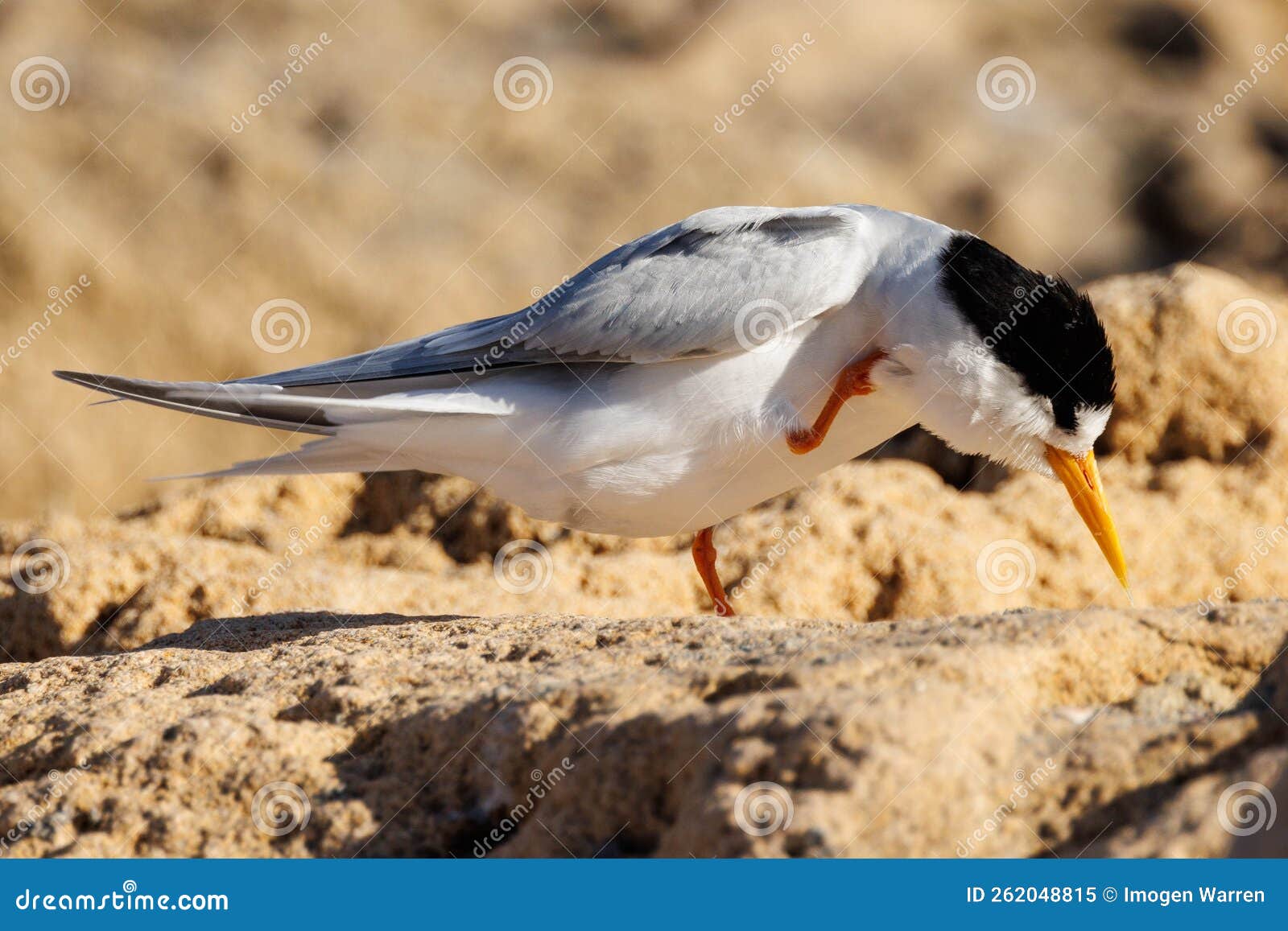 Australian Fairy Tern in Western Australia Stock Image - Image of aves ...