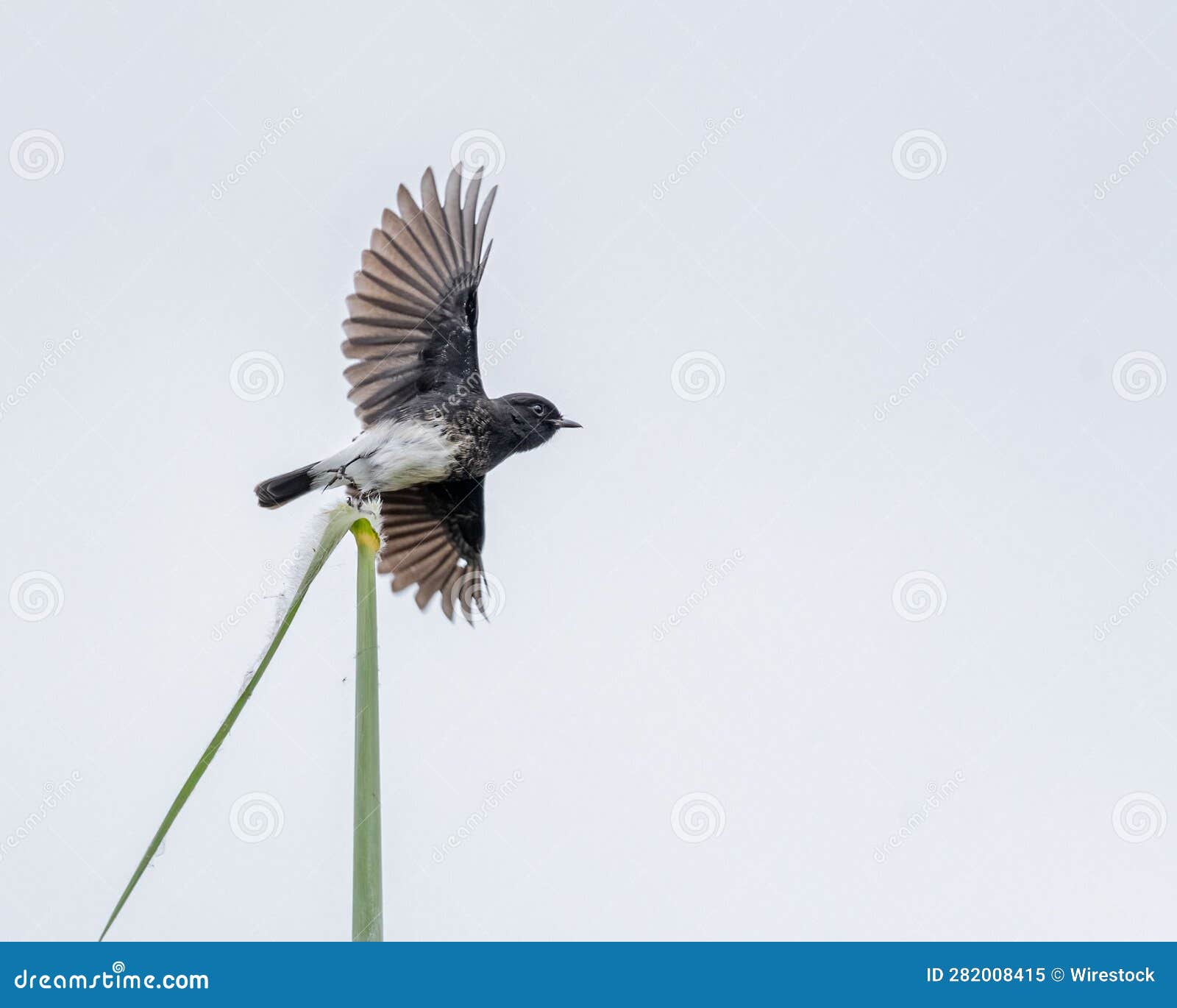 Tiny Crow Bird on a Single Blade of Grass, Wings Outstretched Stock ...