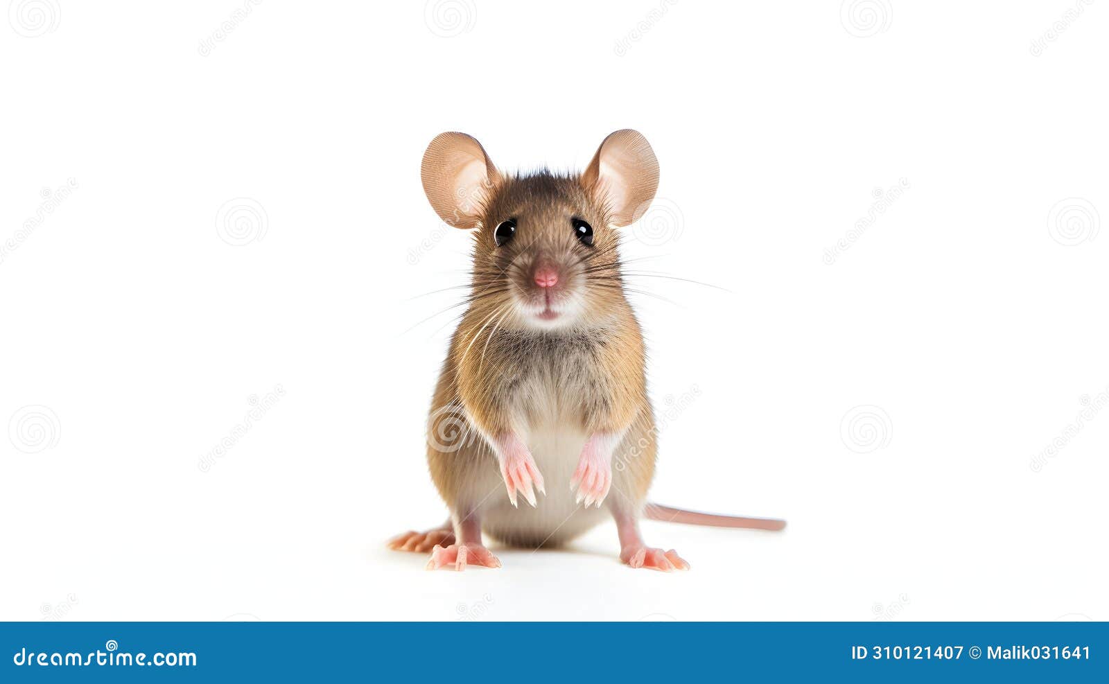 A Tiny and Curious Mouse Standing on Hind Legs Stock Illustration ...