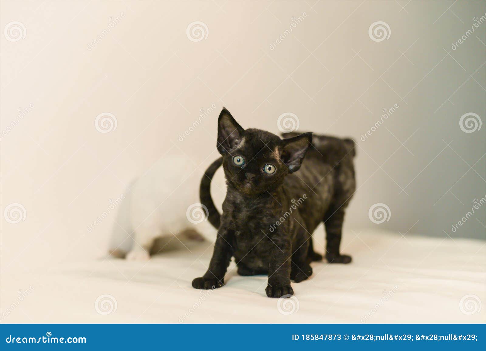 Tiny Cute Devon Rex Pup Kitty Look at Camera Stock Image - Image of ...