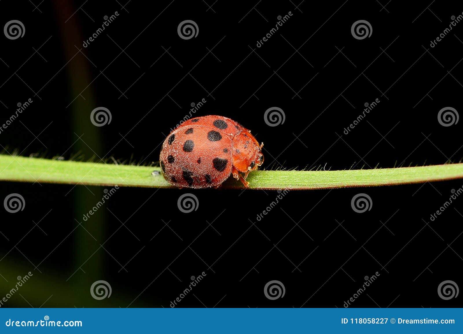 Tiny and Cute Ladybug on Tree Stock Image - Image of forest, insect ...