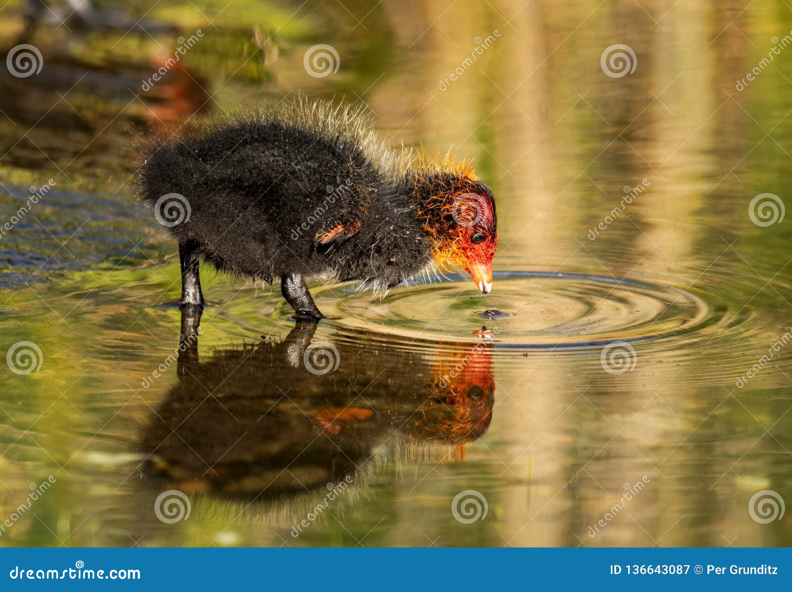 Cute Tiny Young Coot Duckling in Spring Stock Image - Image of ...