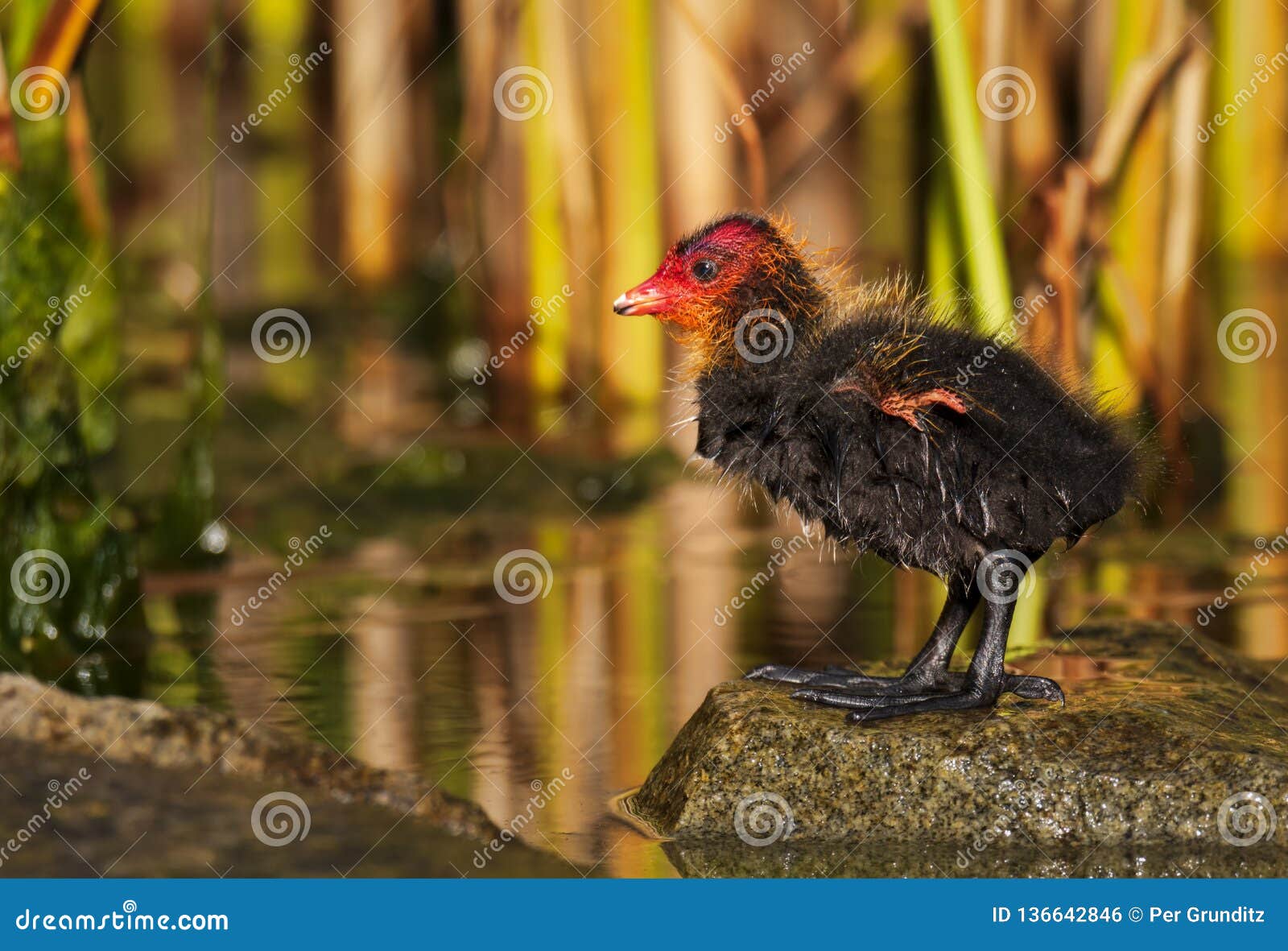 Cute Tiny Young Coot Duckling in Spring Stock Photo - Image of lake ...