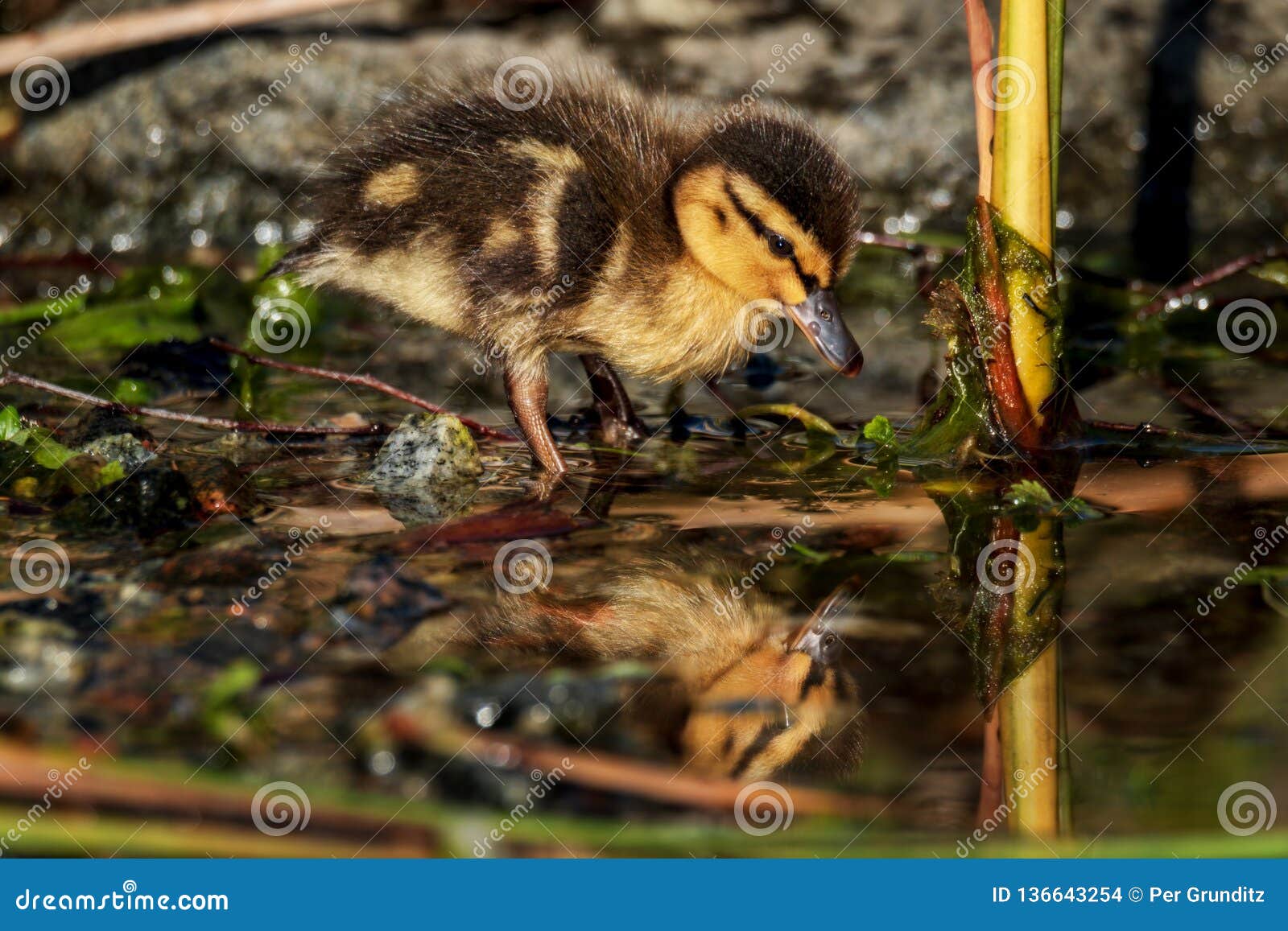 Cute Tiny Young Duckling in Spring Stock Photo - Image of feather ...