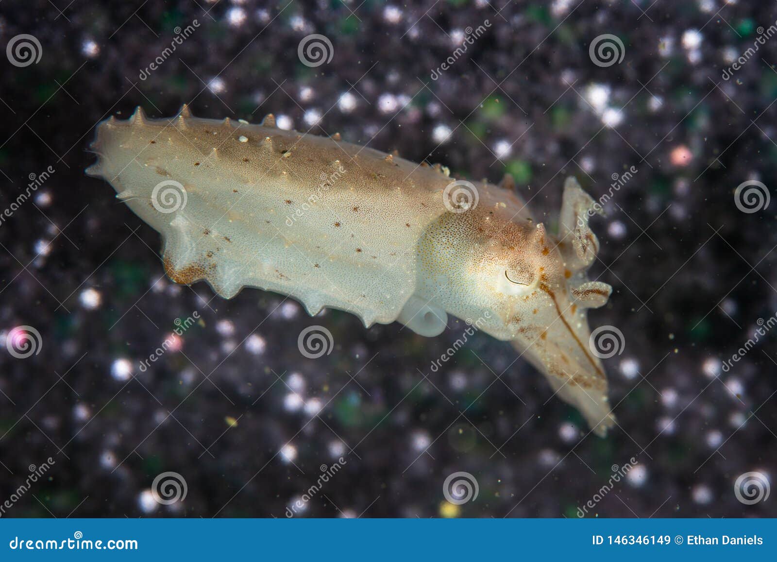 Tiny Cuttlefish in Lembeh Strait, Indonesia Stock Image - Image of ...