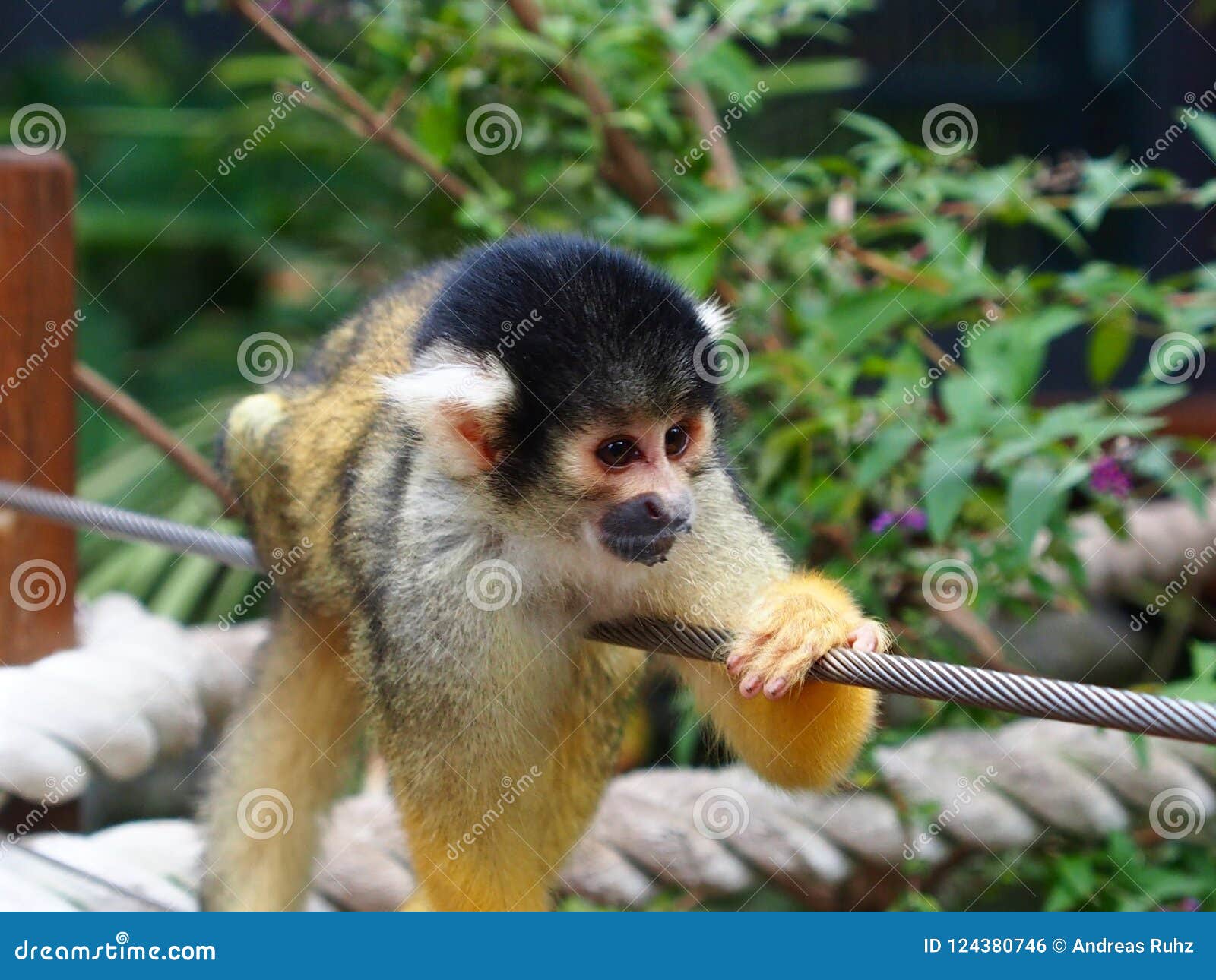 Tiny Dainty Squirrel Monkey in a Relaxed Pose. Stock Photo - Image of ...