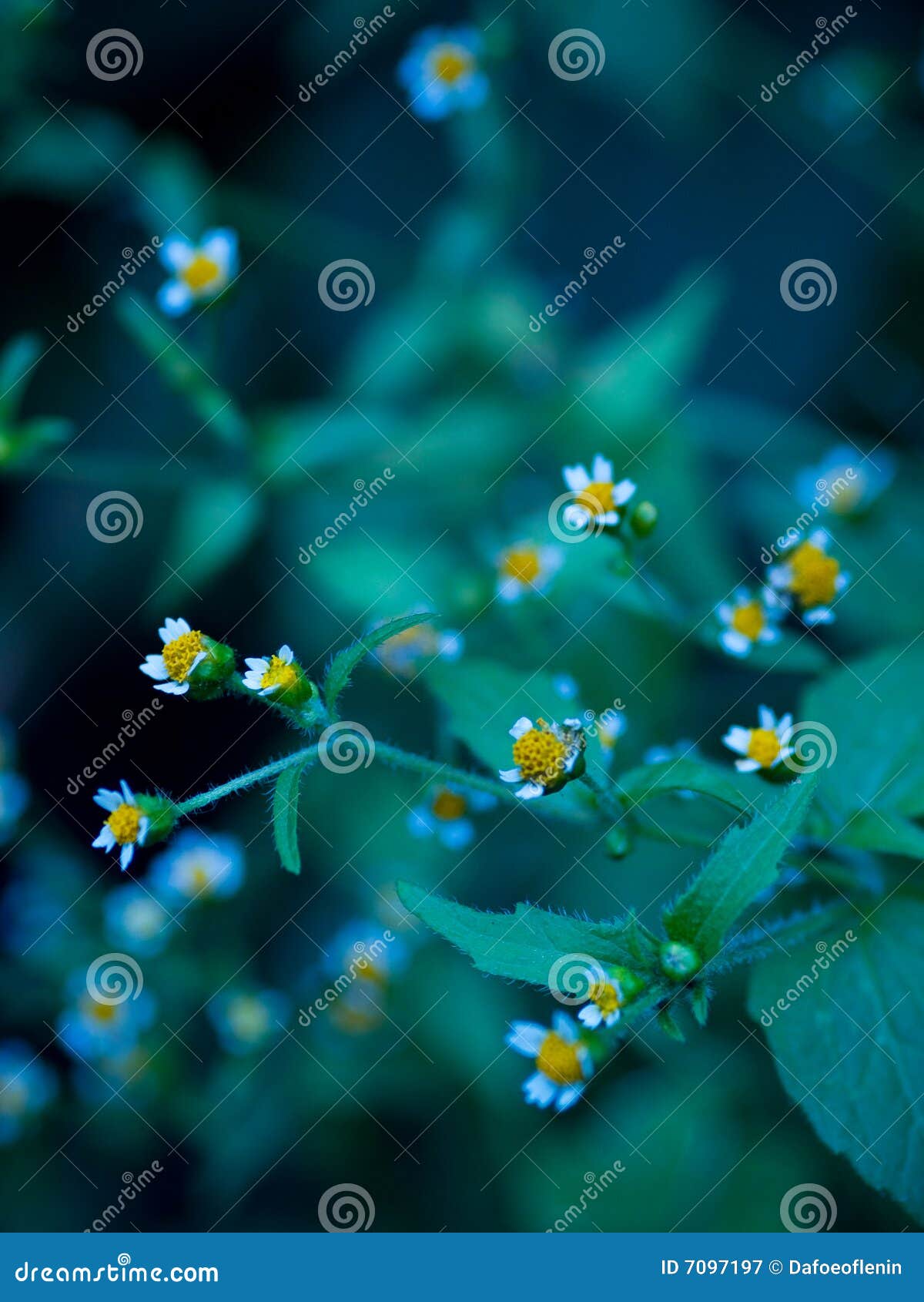 Tiny Daisies stock image. Image of nature, cool, bloom - 7097197