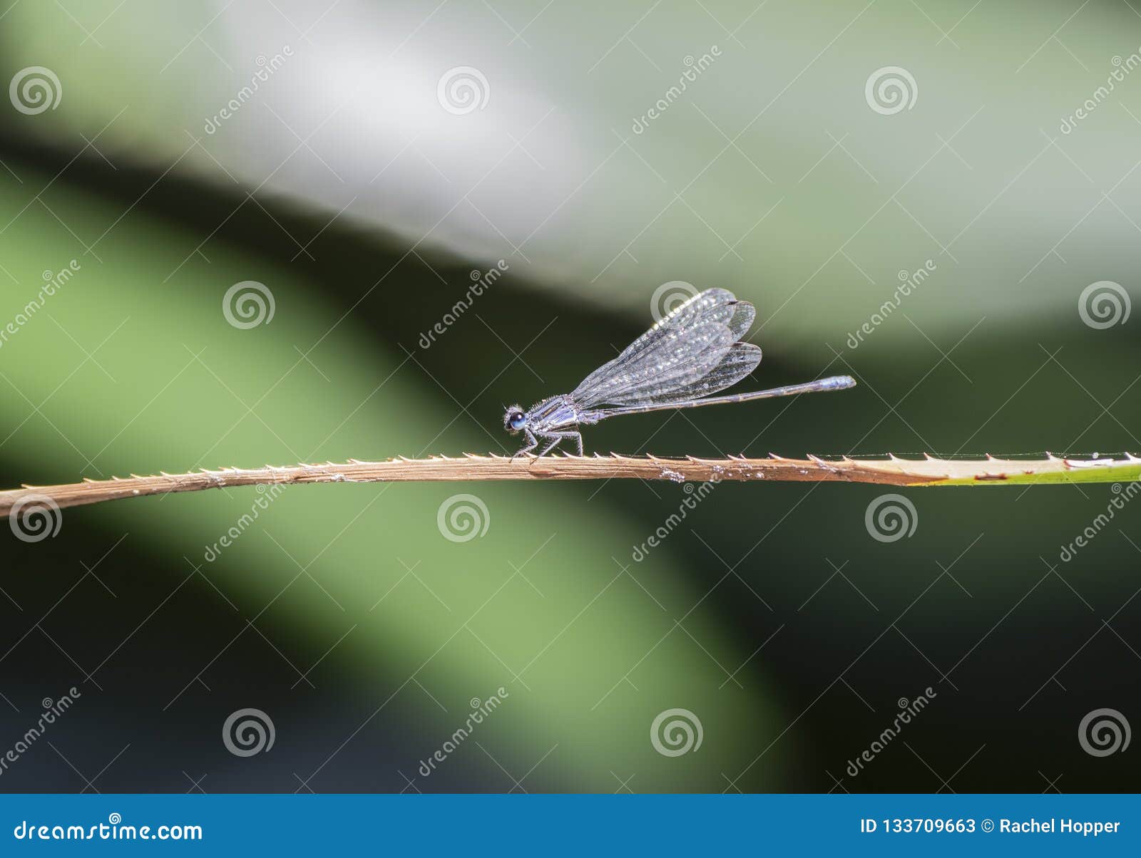 Argia Pulla Stock Photos - Free & Royalty-Free Stock Photos from Dreamstime