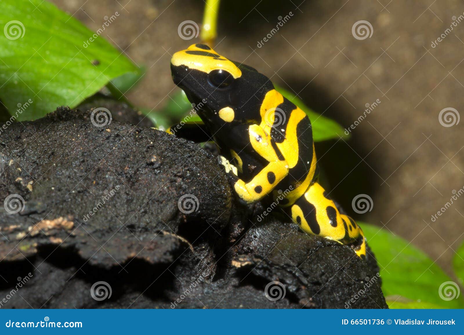 Tiny Dart Frogs, Yelow-Banded Pison Frog, Dendrobates Leucomelas ...