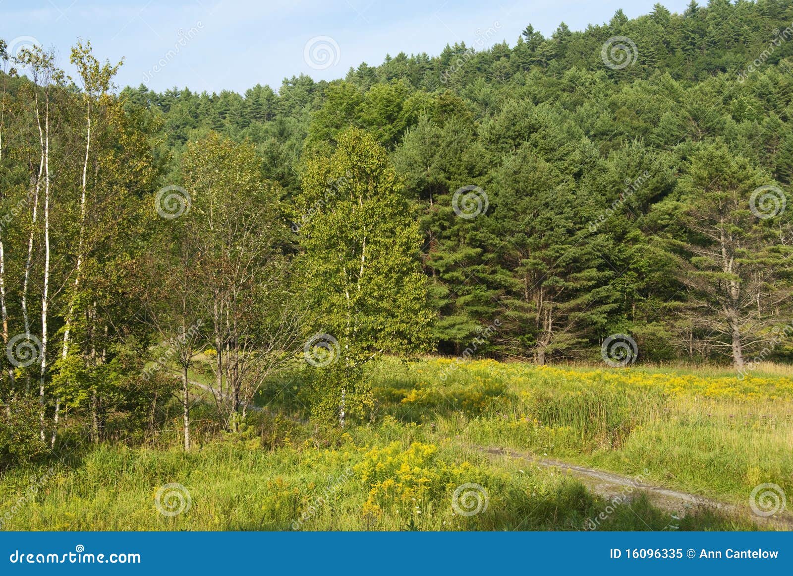 Tiny Dirt Road Crosses a New England Clearing Stock Image - Image of ...