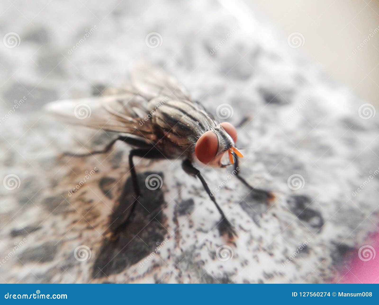 Tiny dirty fly stock photo. Image of close, macro, detail - 127560274