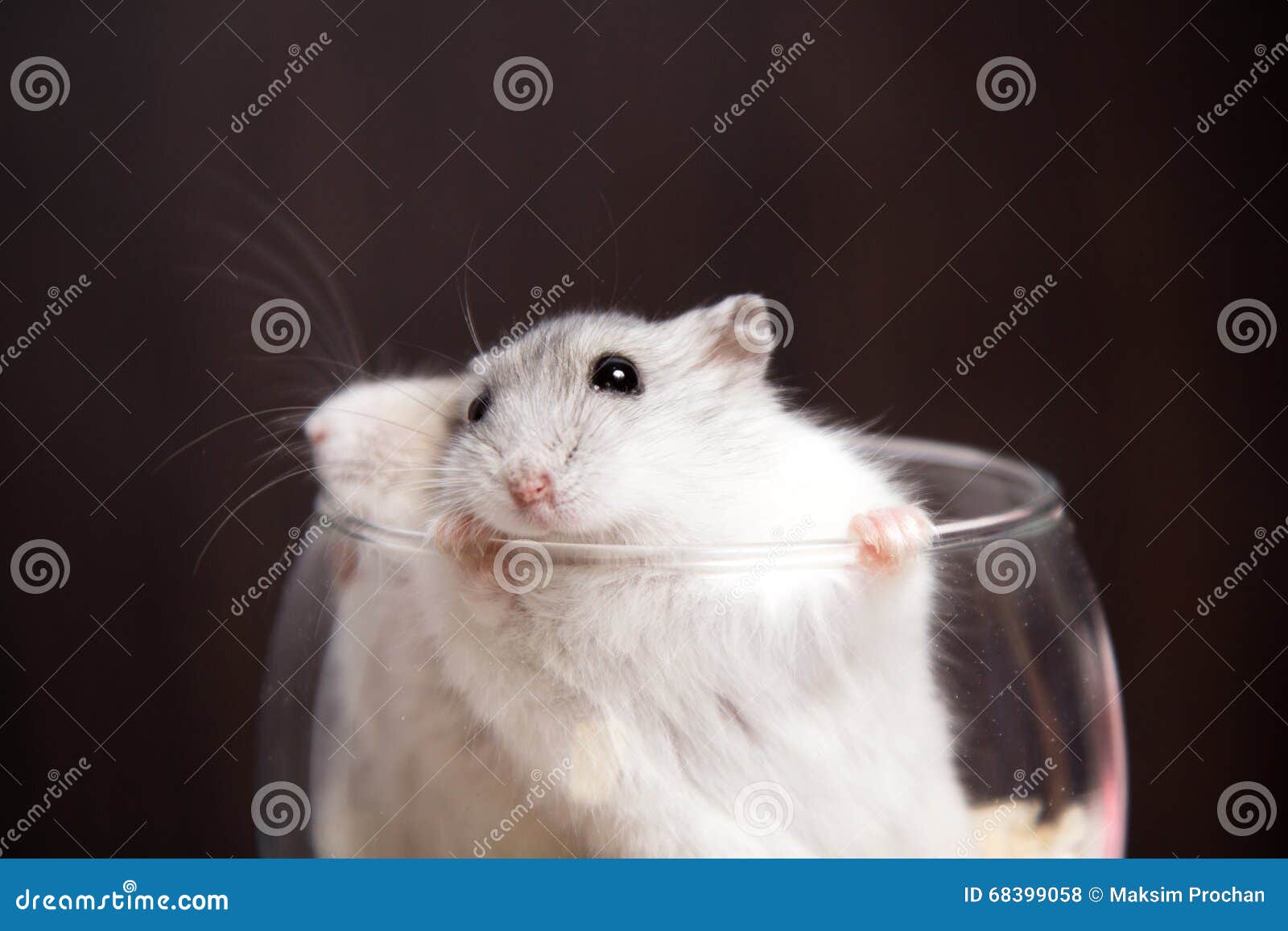 Tiny Djungarian Hamster in a Transparent Glass Stock Photo - Image of ...