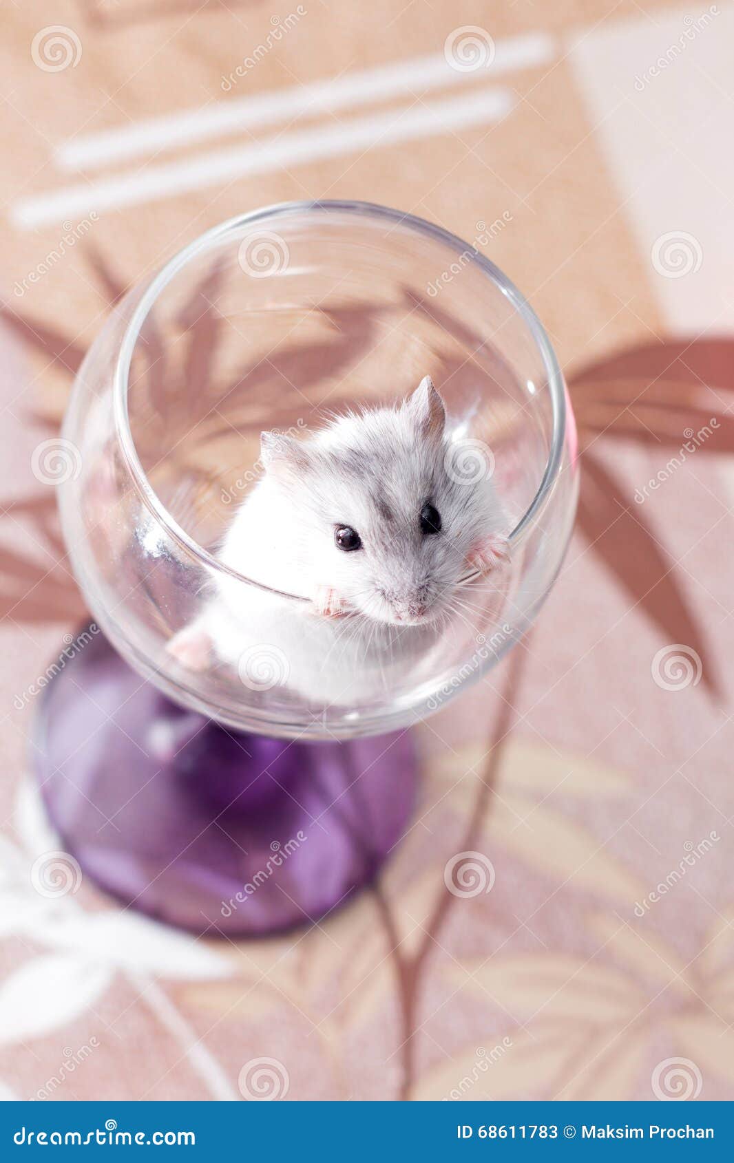 Tiny Djungarian Hamster in a Transparent Glass Stock Image - Image of ...
