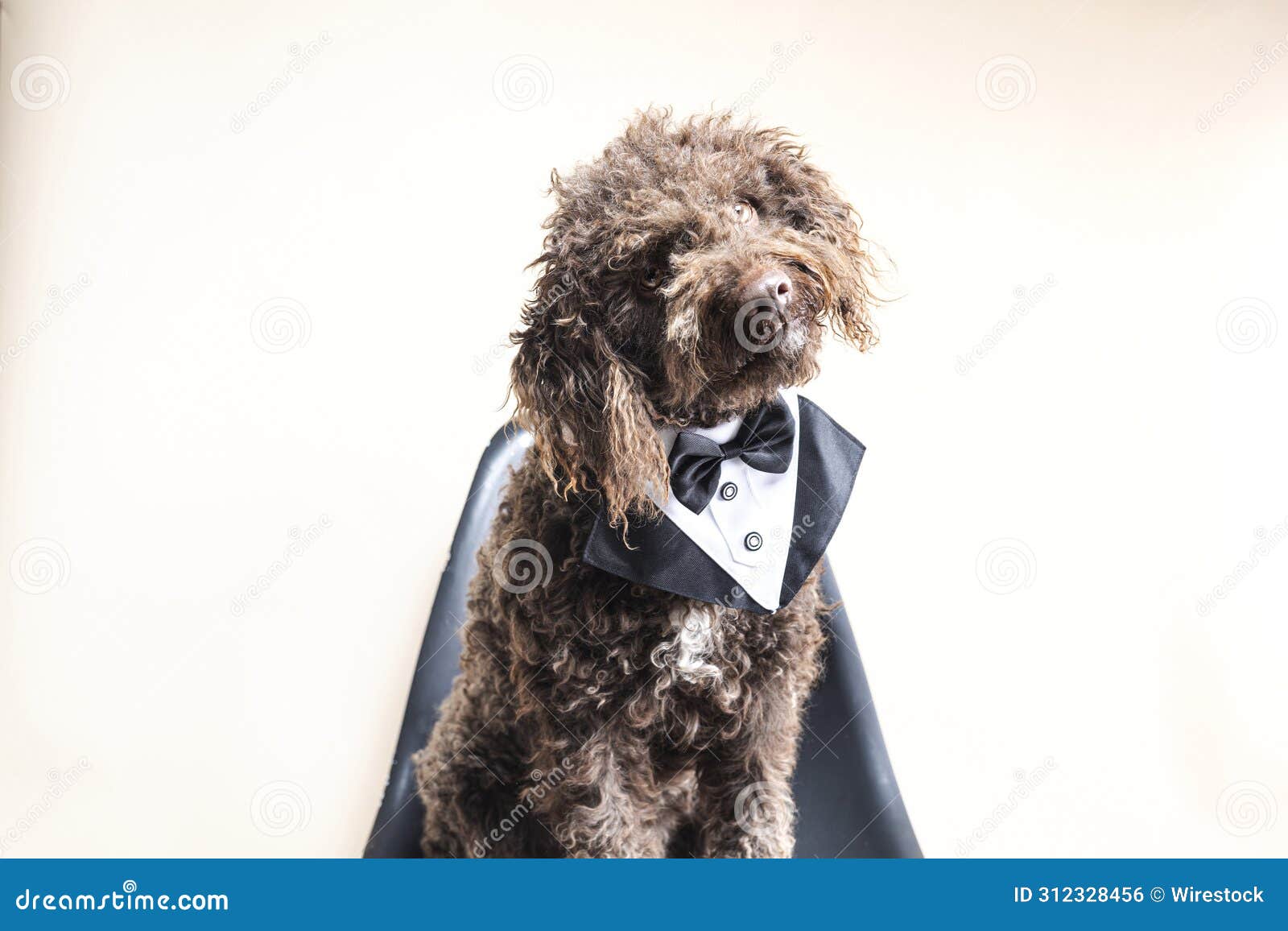 A Small Dog Dressed Up As a Vampire Sitting in a Chair Stock Photo ...