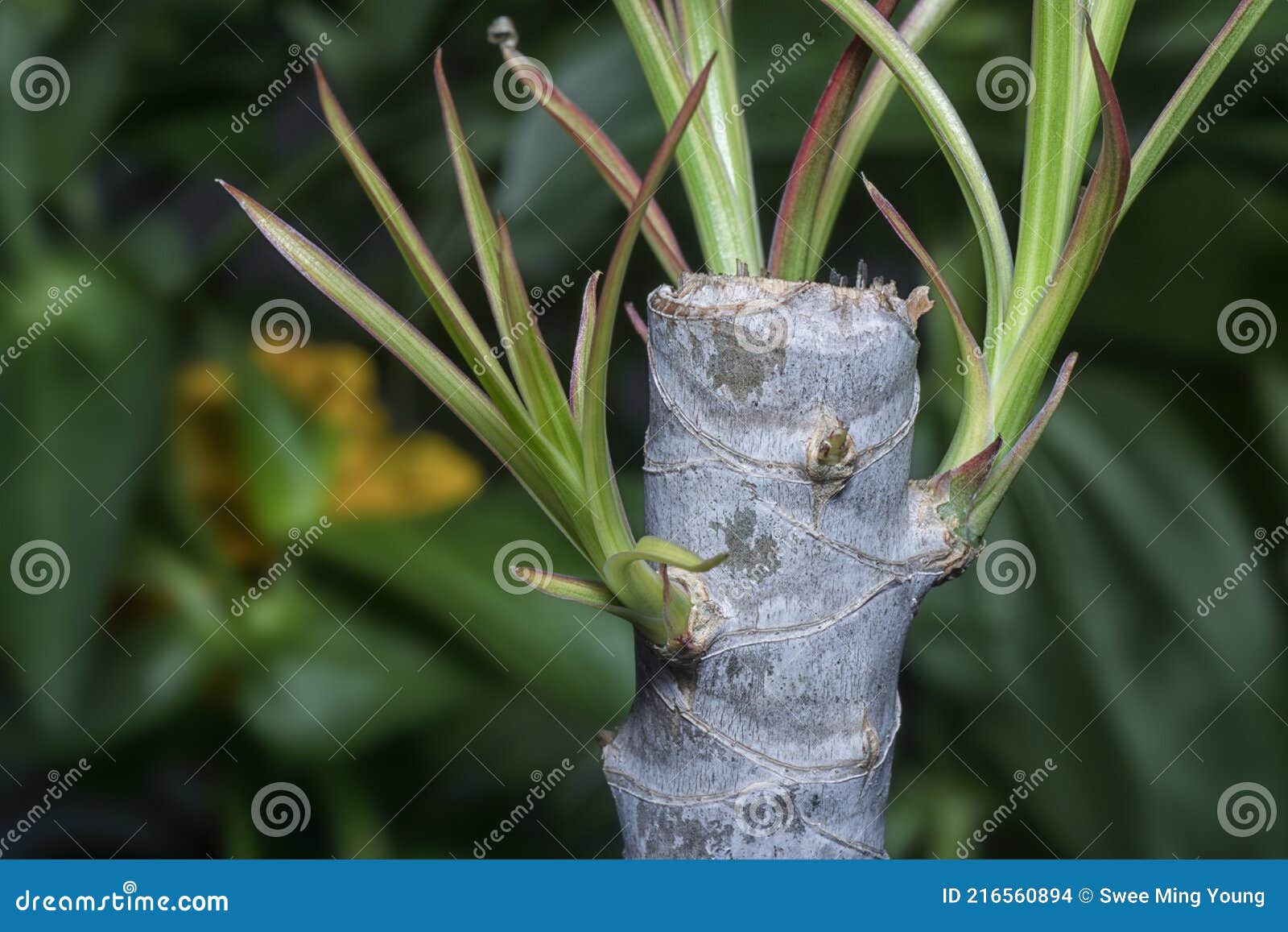 Tiny Dracaena Shoots Sprouting from the Stem. Stock Photo - Image of ...