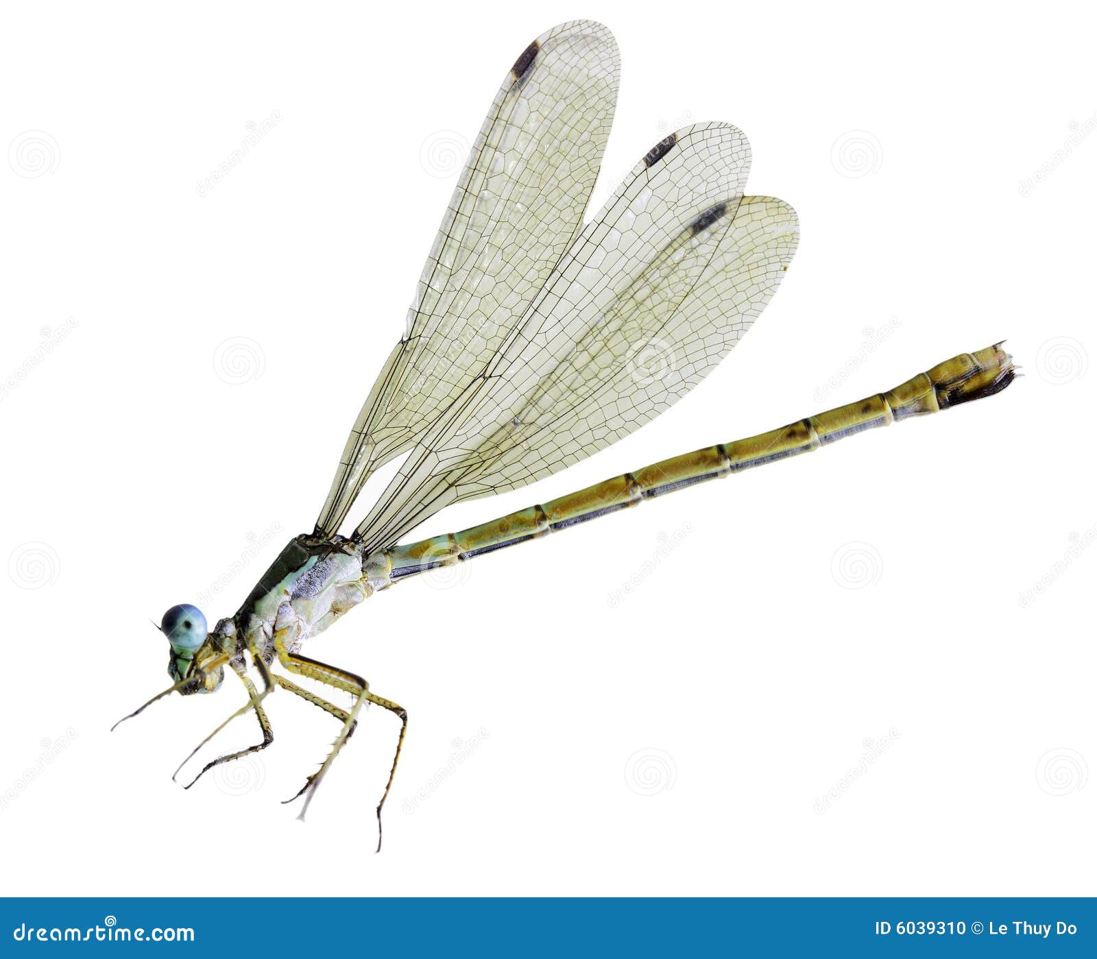 Tiny Dragonfly stock photo. Image of macro, fragility - 6039310