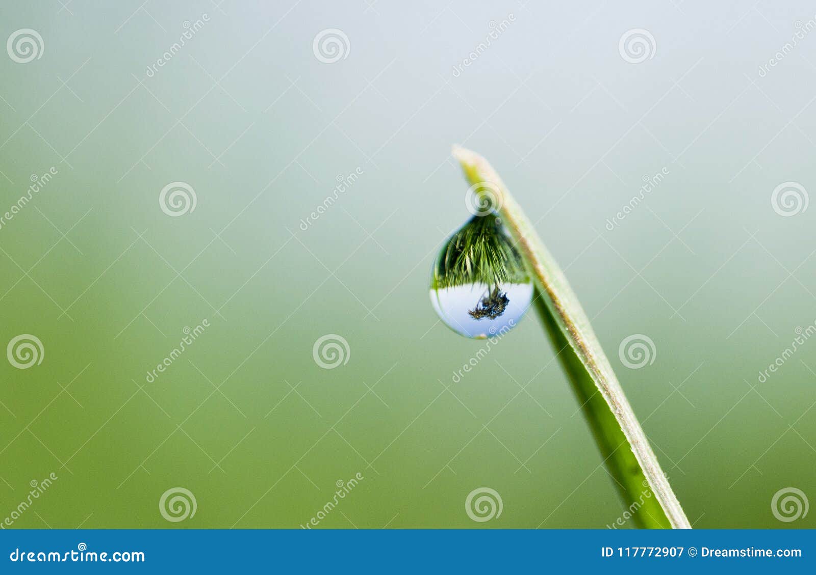 The tiny drop of life stock image. Image of summer, blade - 117772907