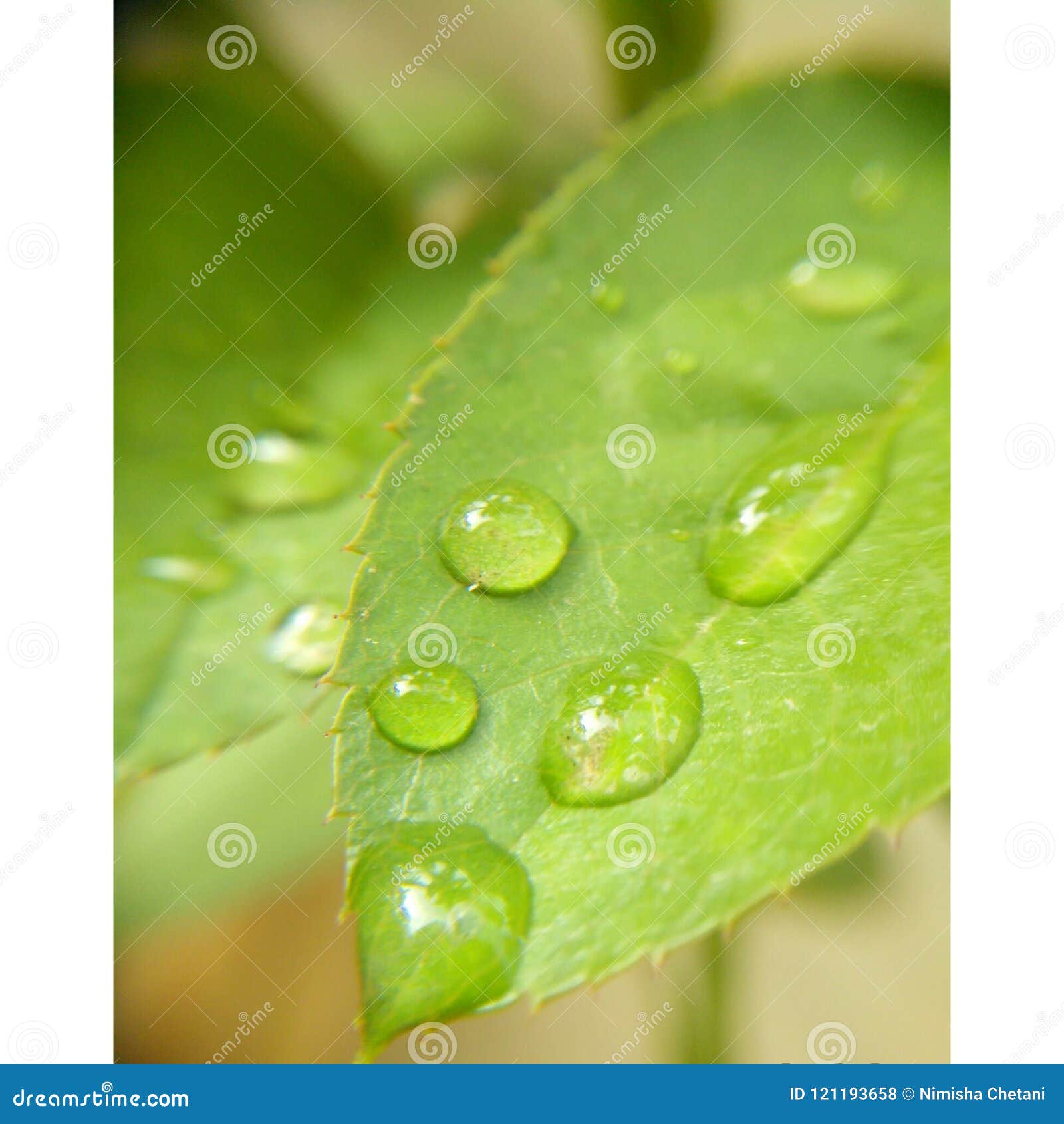 Tiny Droplets of Prosperous Rain. Stock Photo - Image of ofrain, feel ...