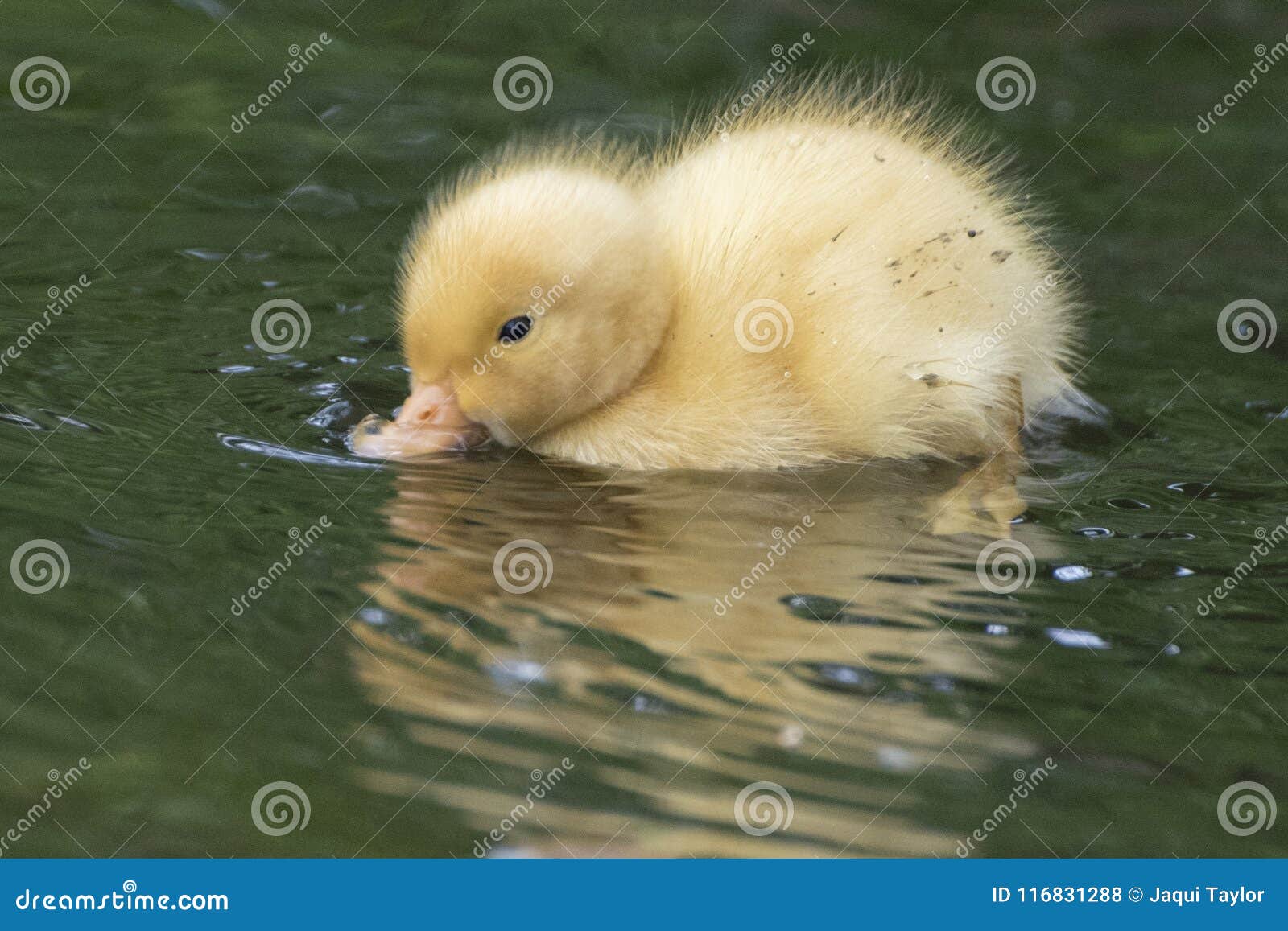 A Tiny Duckling on the Water Stock Photo - Image of lake, duckling ...