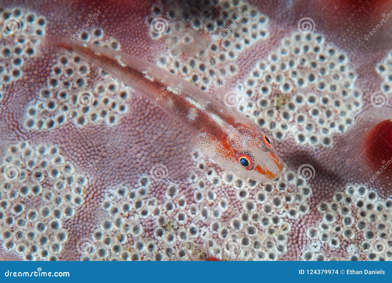 Tiny Dwarf Goby on Starfish Stock Photo - Image of goby, ecosystem ...