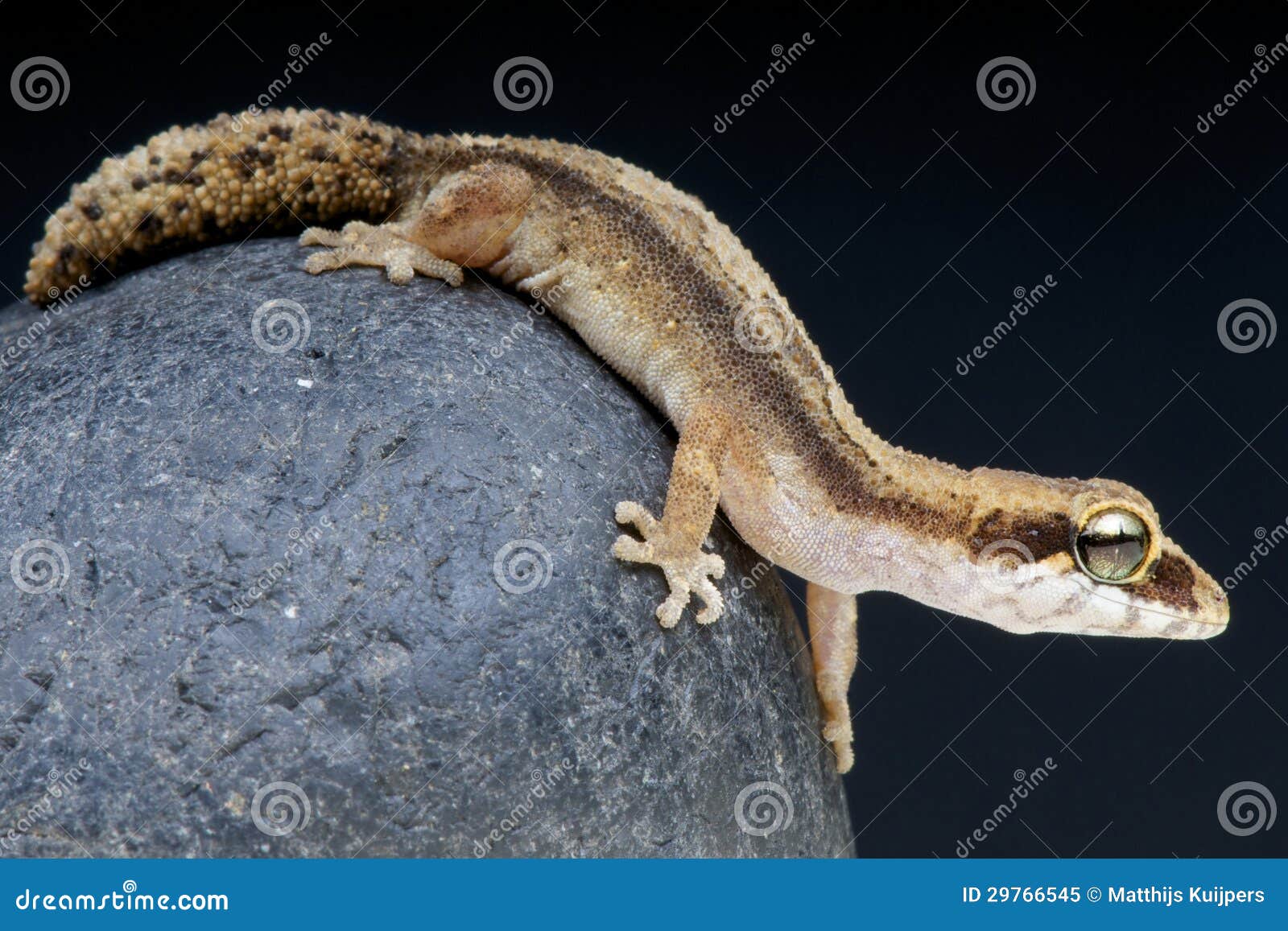Pygmy Panther Gecko / Paroedura Androyensis Stock Image - Image of ...