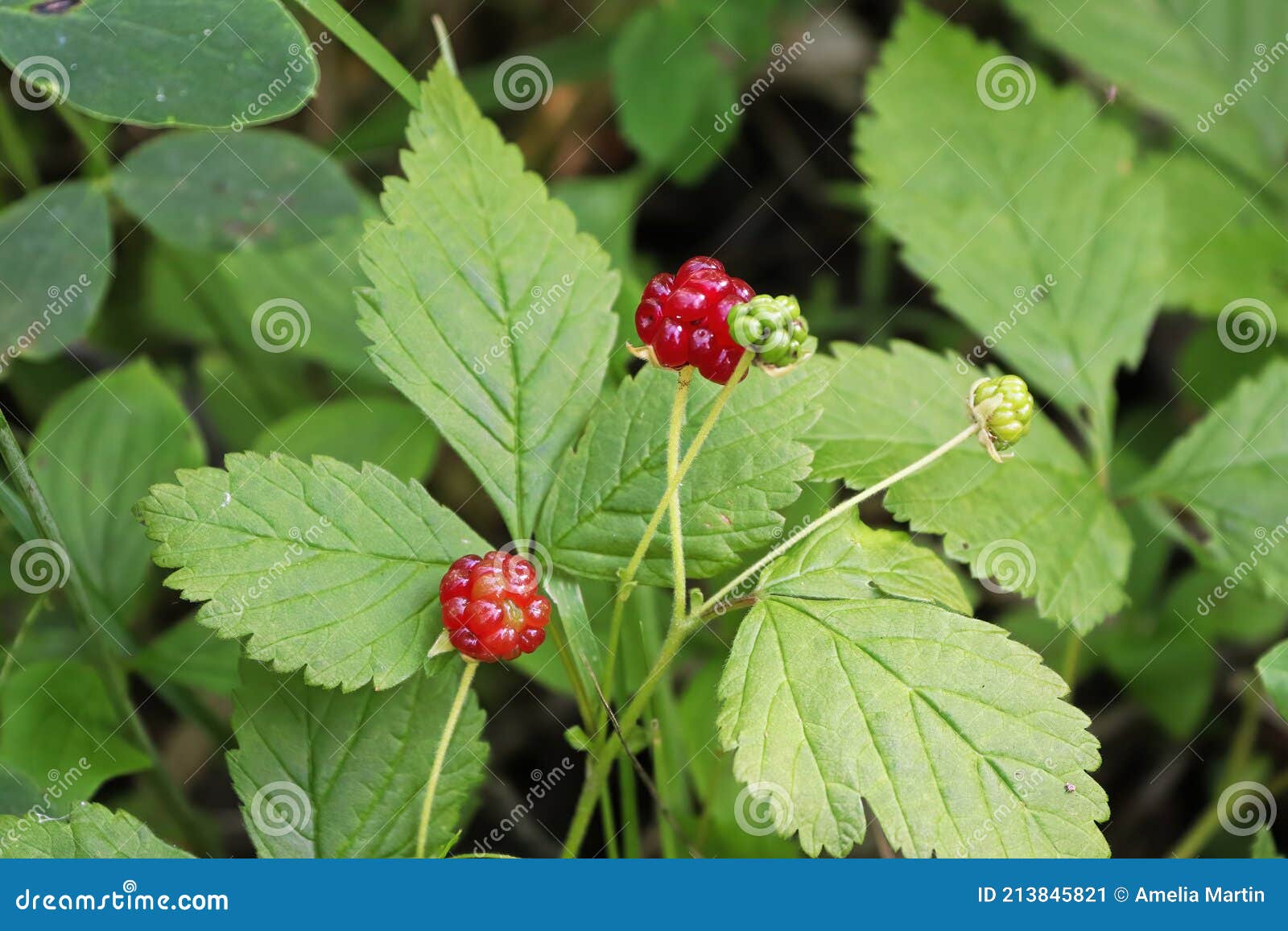 Tiny Dwarf Wild Raspberries Grow on the Forest Floor Stock Image ...
