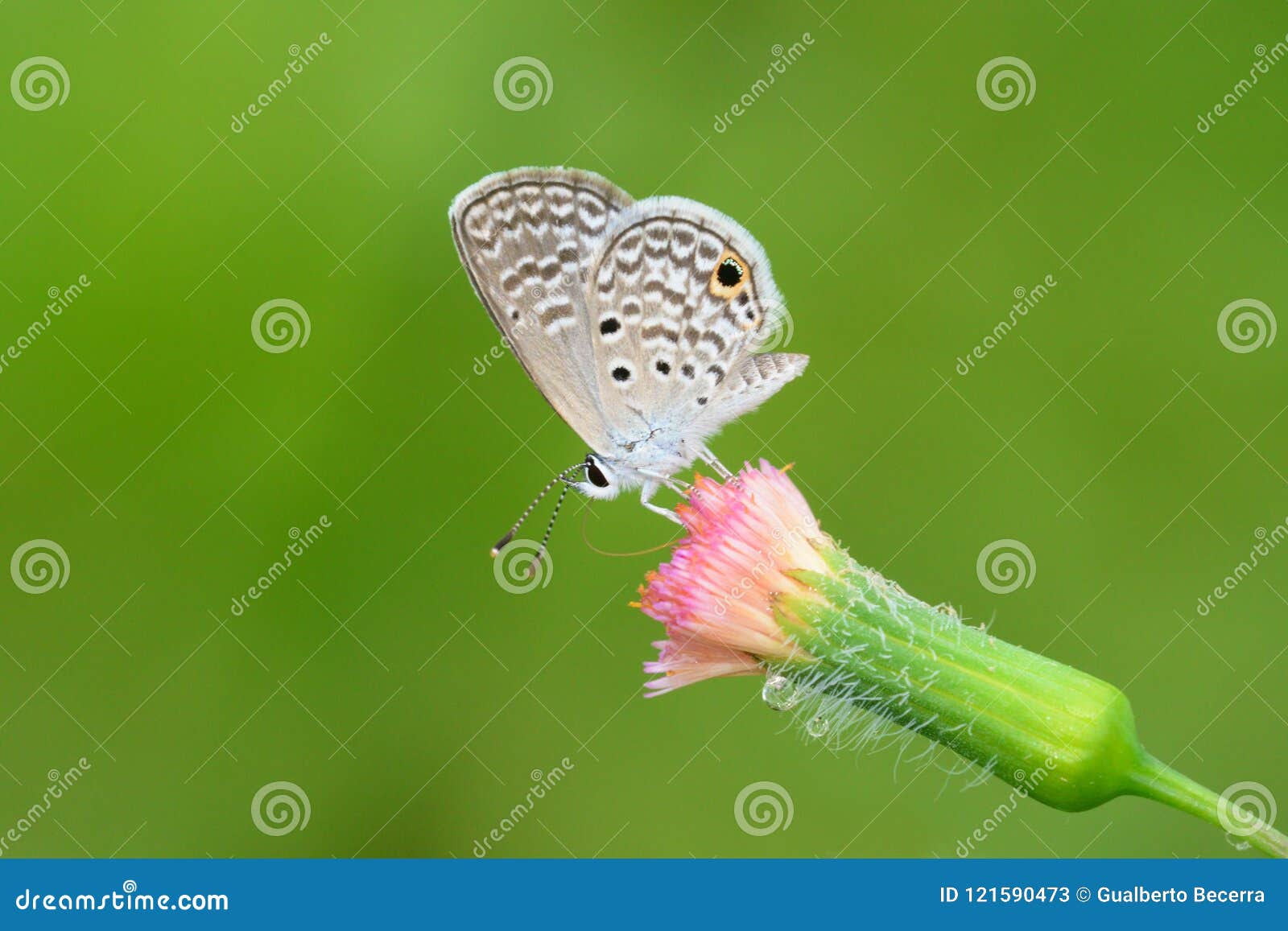 Eastern Tailed Blue Butterfly, Cupido Comyntas, On Green Plant Royalty ...