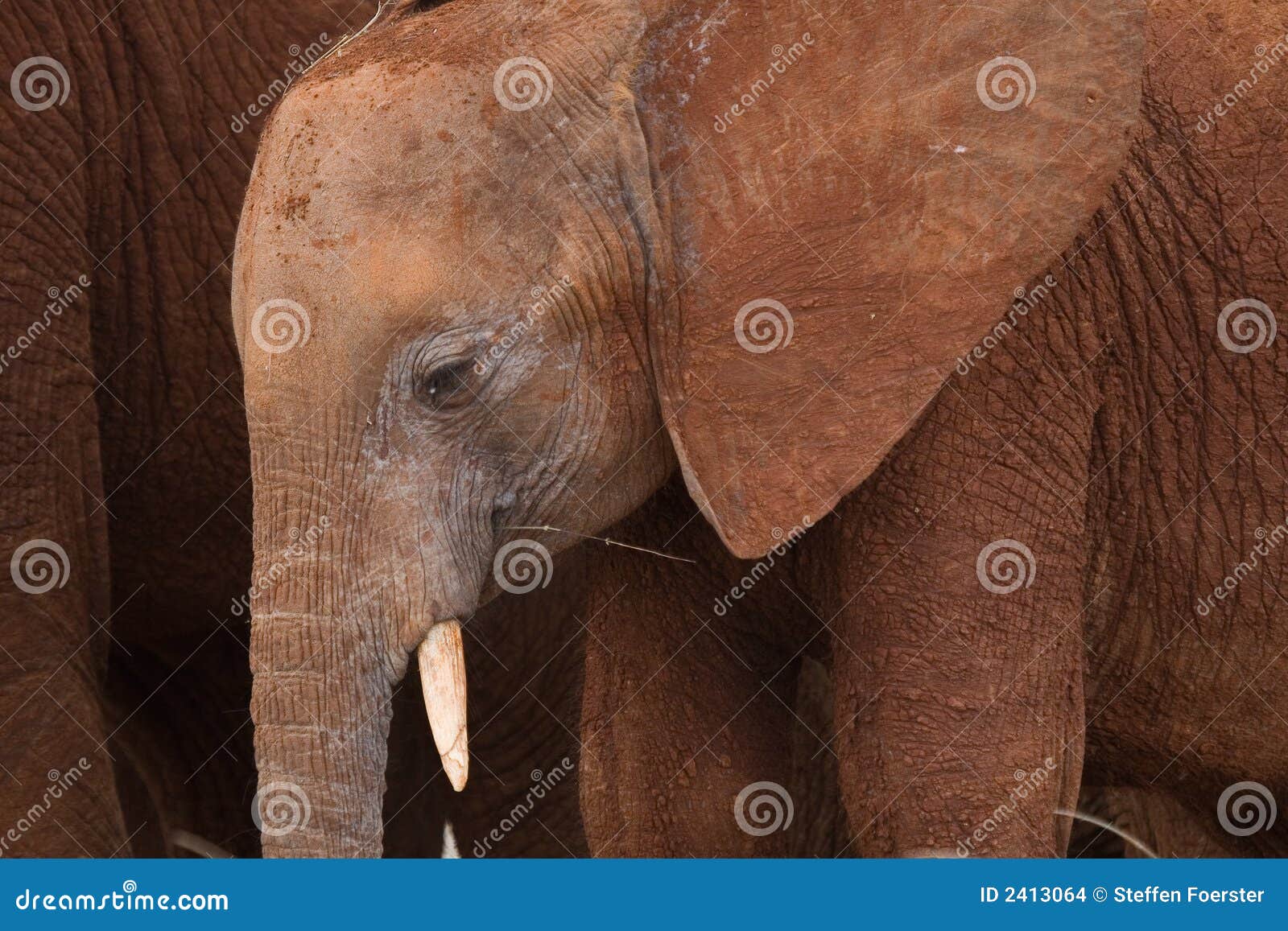 Tiny Elephant stock photo. Image of loxodonta, elephant - 2413064