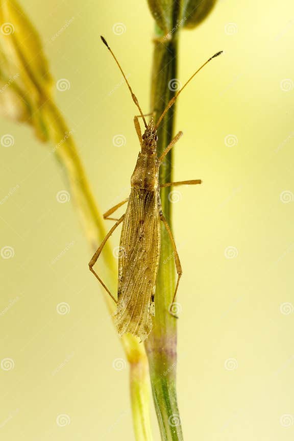 Tiny elongated bug stock image. Image of spray, entomology - 63274011
