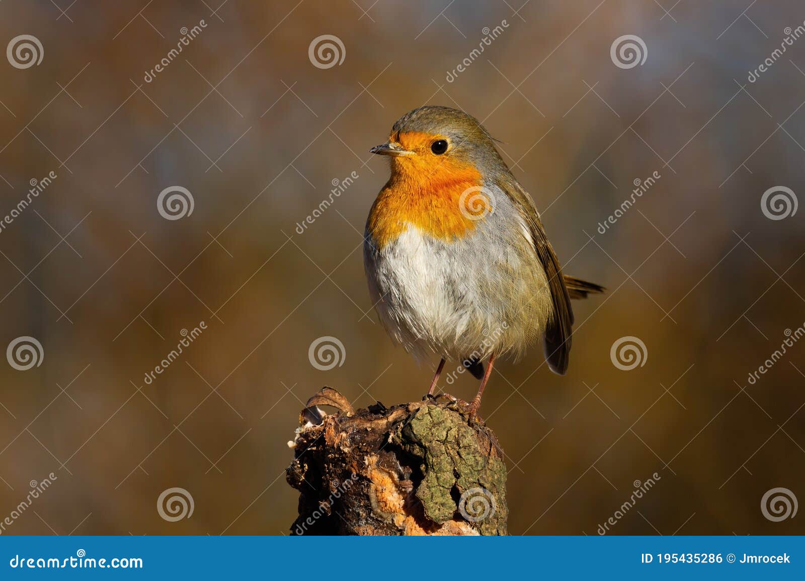 Tiny European Robin Looking from a Perching Point in Spring Forest ...