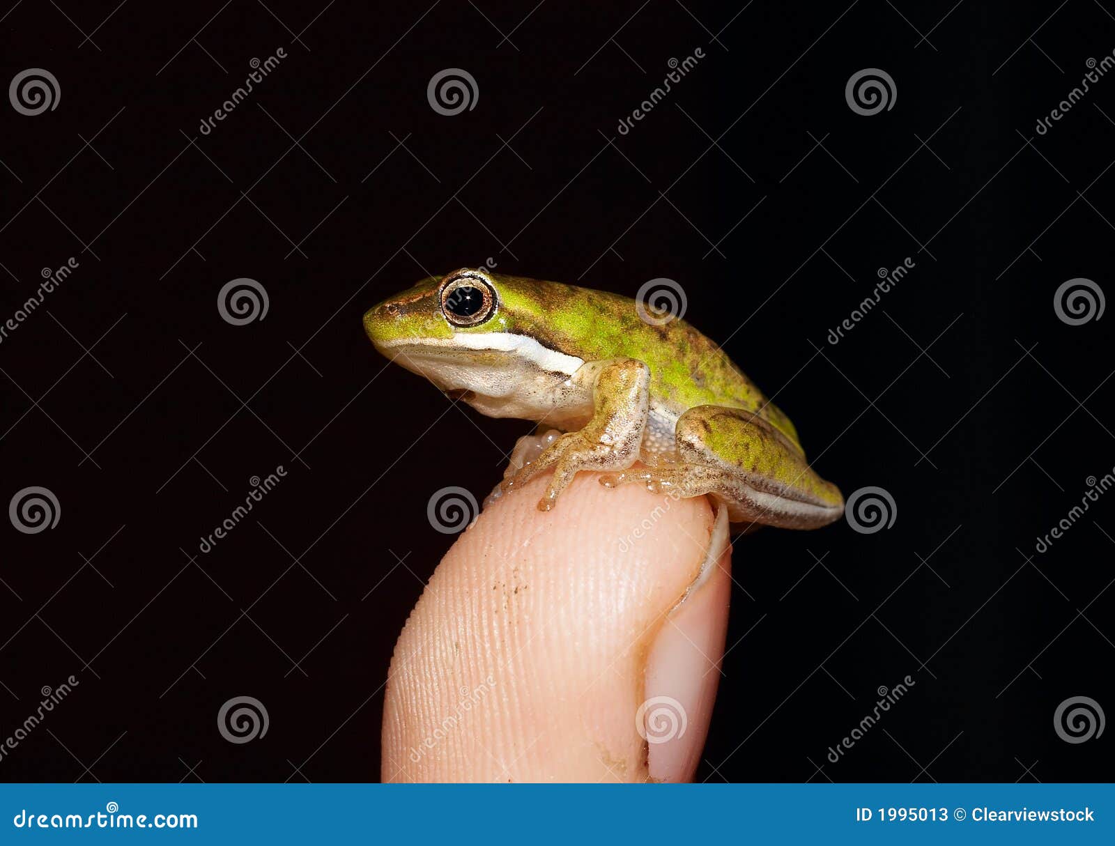 Tiny fallax frog on finger stock image. Image of wildlife - 1995013