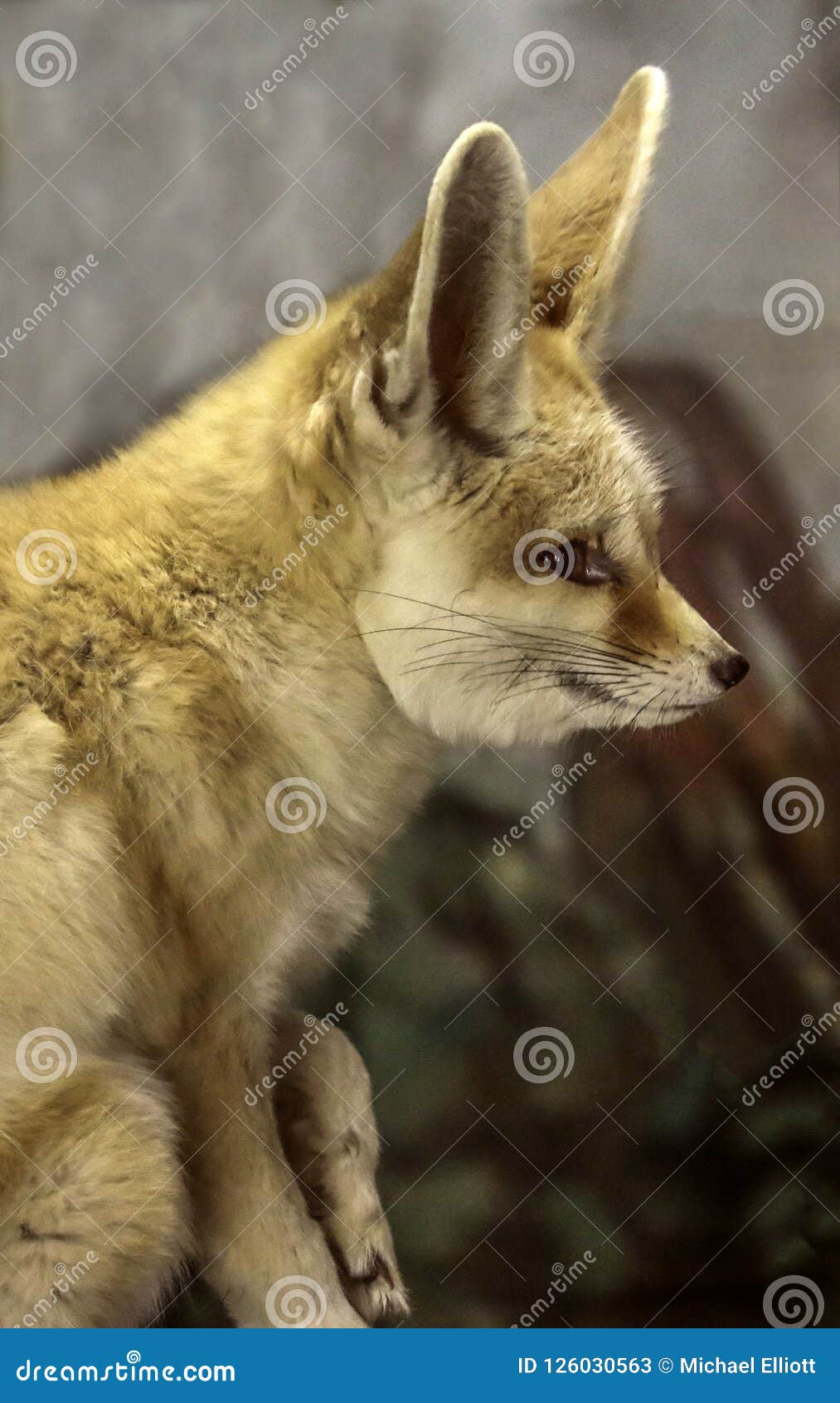 Tiny Fennec Fox stock image. Image of algeria, morocco - 126030563