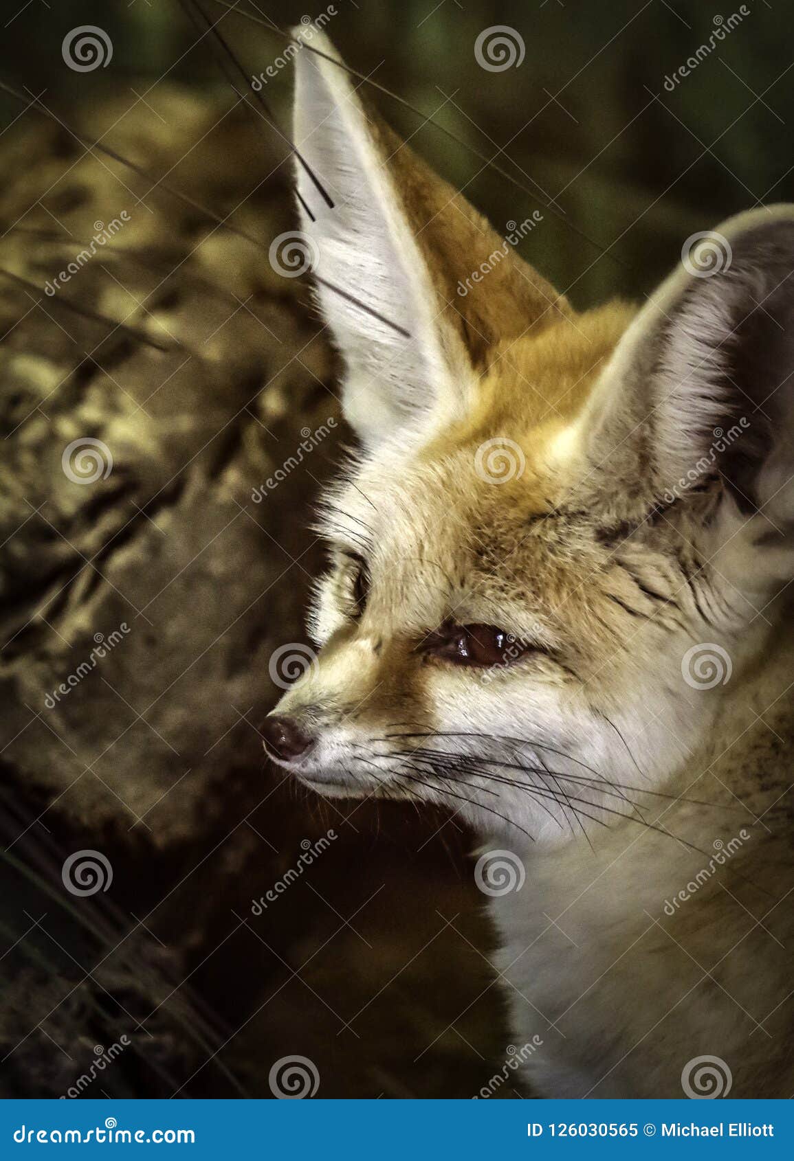 Tiny Fennec Fox stock image. Image of background, cute - 126030565