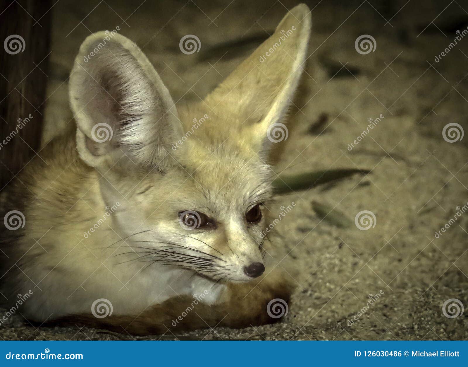 Tiny Fennec Fox stock photo. Image of background, nocturnal - 126030486
