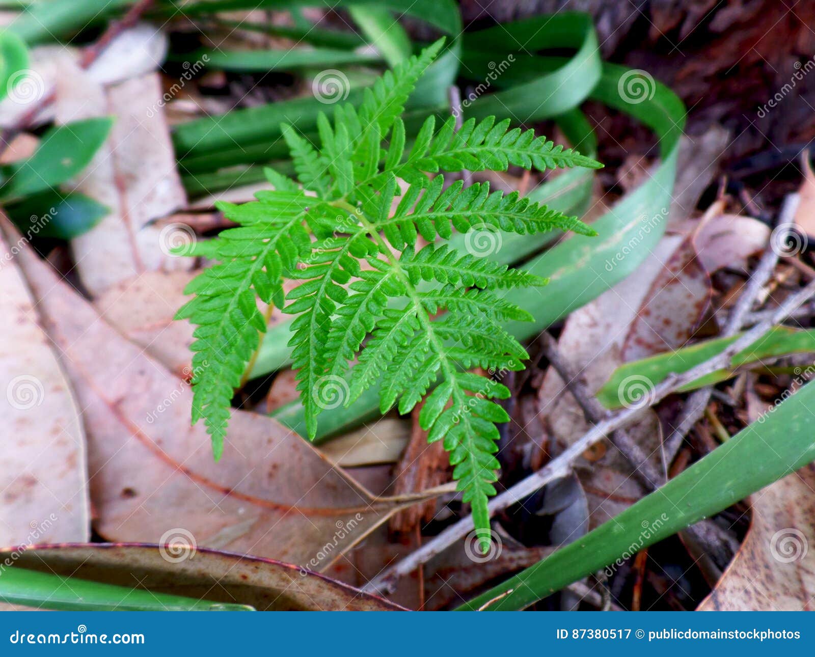 Tiny Fern Picture. Image: 87380517