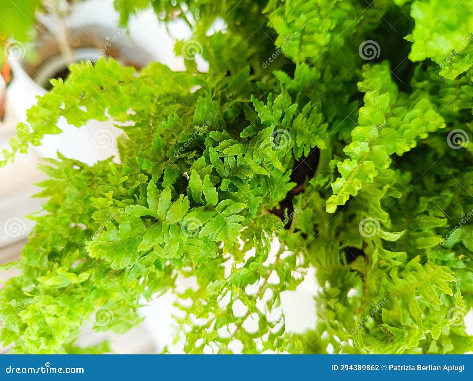 A Tiny Fern that is Used As an Ornamental Plant Stock Photo - Image of ...