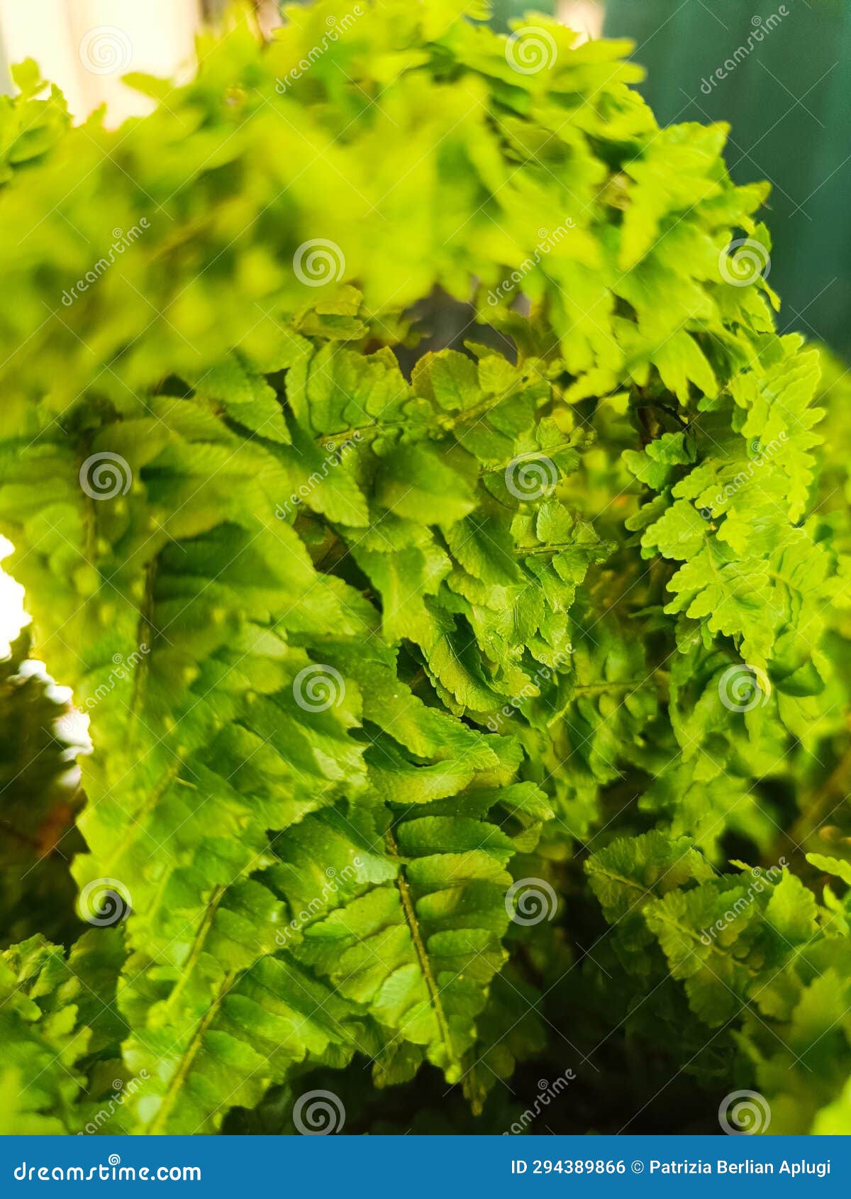 A Tiny Fern that is Used As an Ornamental Plant Stock Photo - Image of ...