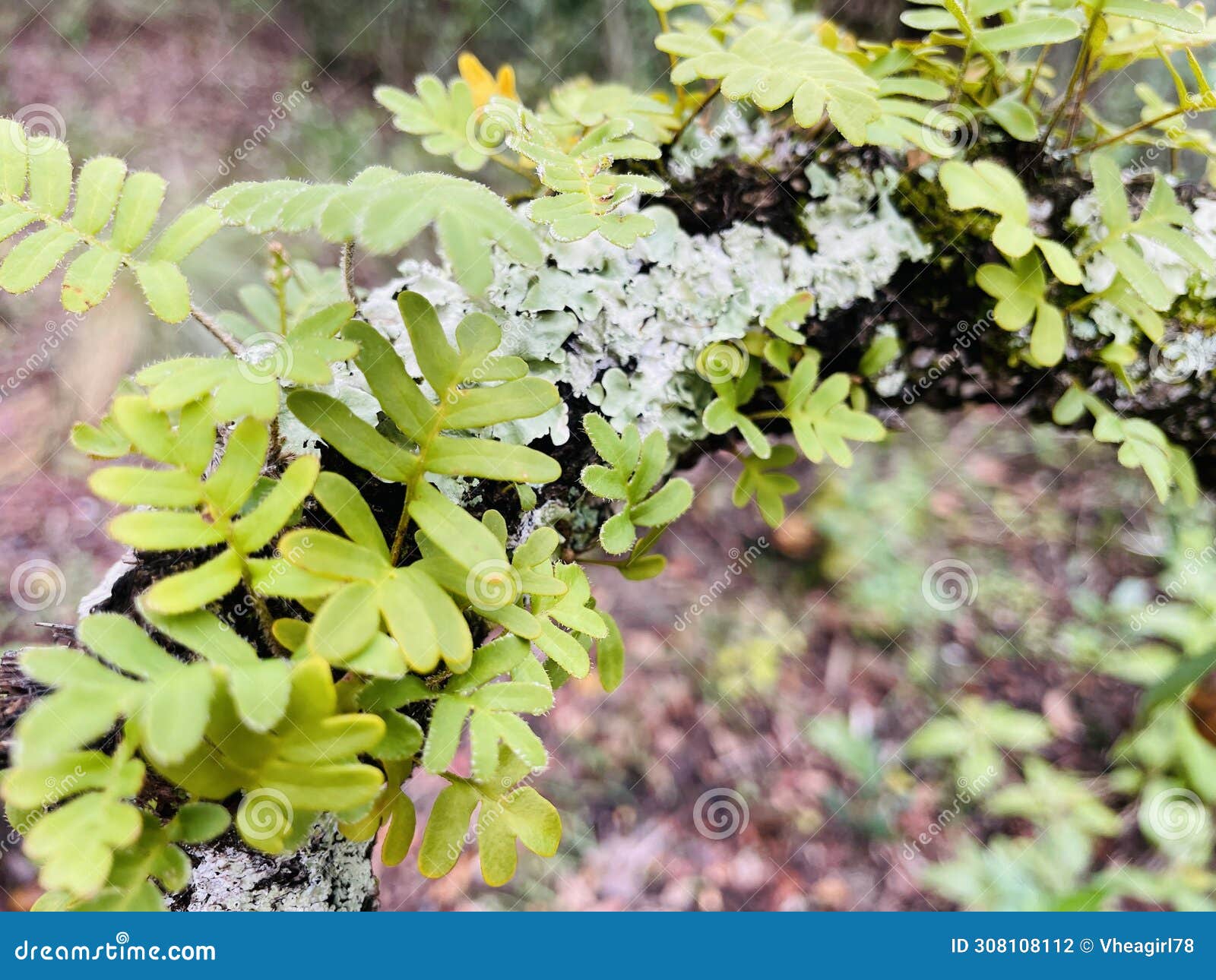 Ferns Sprouting in the Tree Branch. Stock Photo - Image of green ...