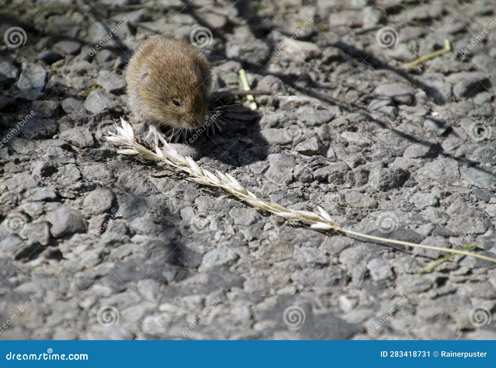 Field mouse next to grain stock image. Image of little - 283418731