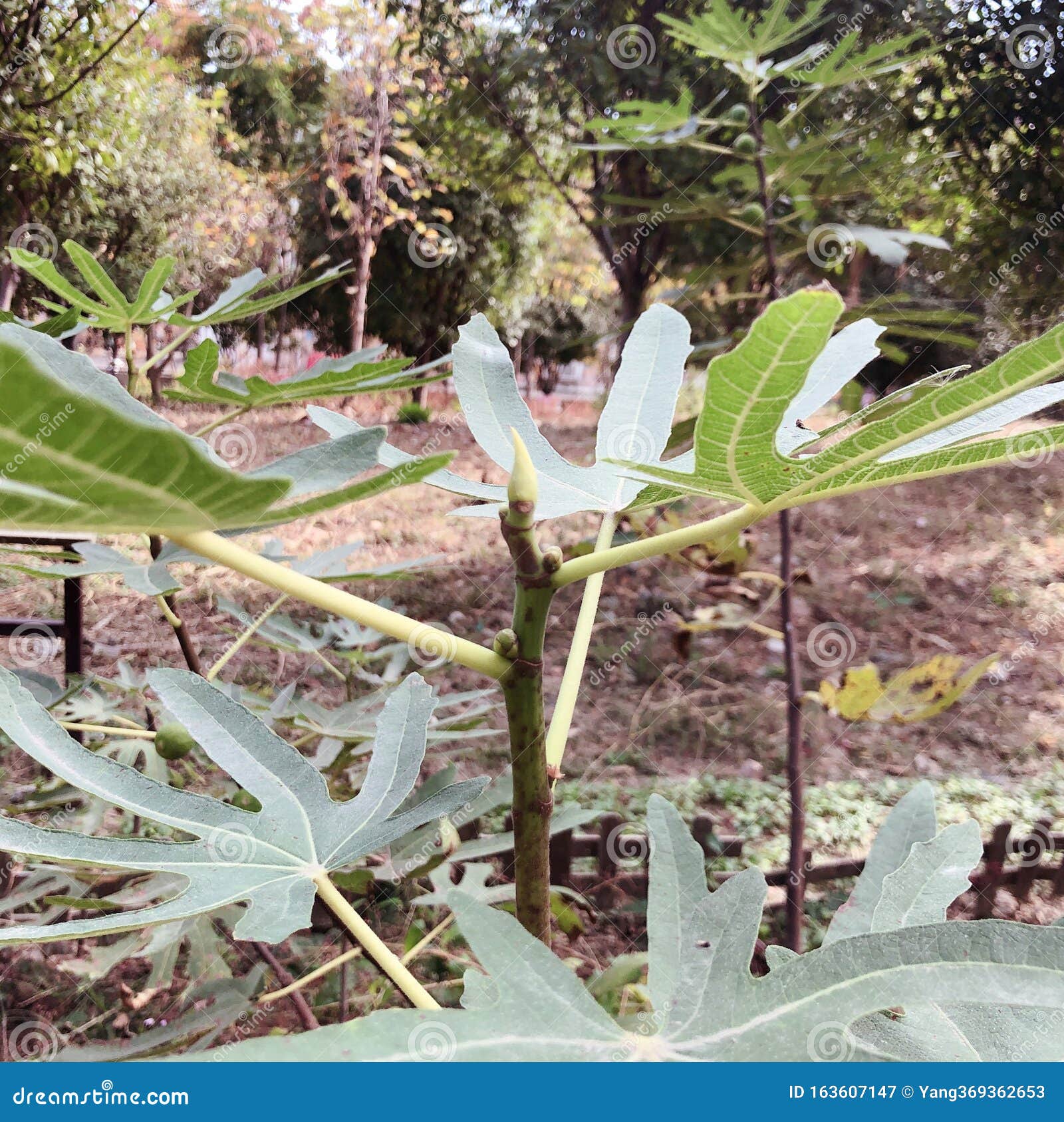 Tiny FIG tree stock image. Image of orchard, sunny, sprouting - 163607147