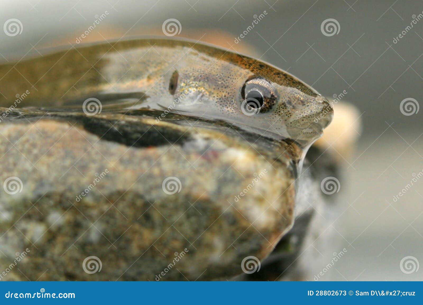 A Tiny Fish Hovering Near The Reef. Royalty-Free Stock Photography ...
