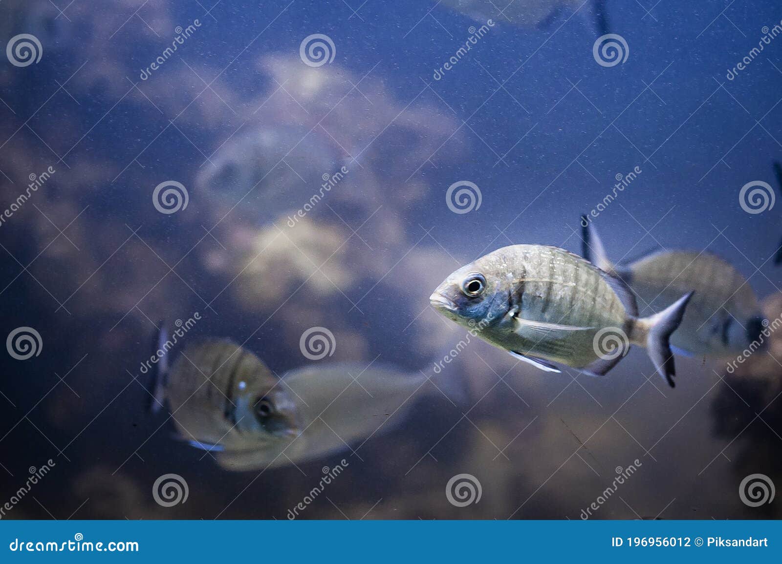 Little Fish in a Freshwater Aquarium Stock Photo - Image of aquarium ...