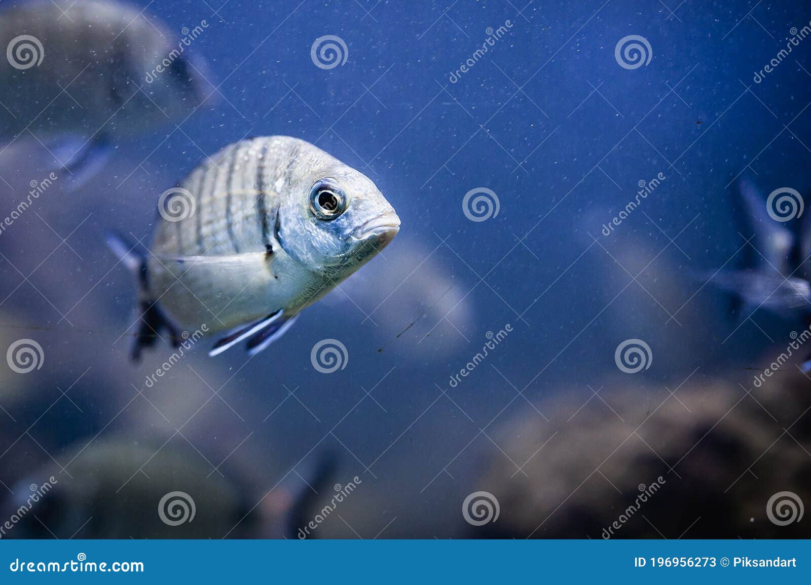 Little Fish in a Freshwater Aquarium Stock Image - Image of fish ...