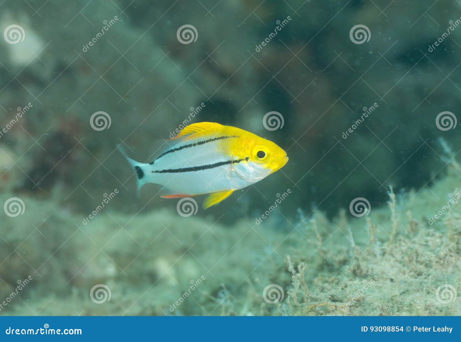 A Tiny Fish Hovering Above the Bottom. Stock Photo - Image of biology ...