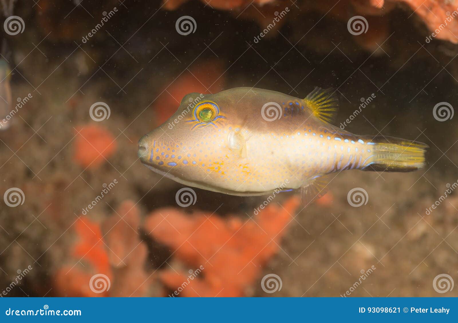 A Tiny Fish Hovering Near the Reef. Stock Image - Image of animal ...