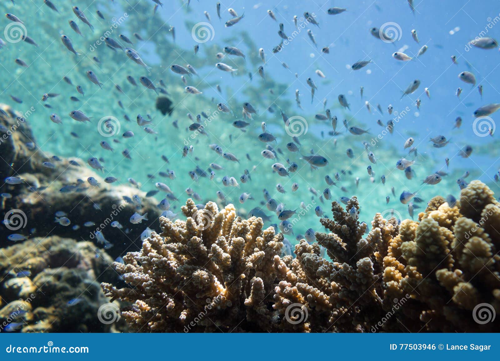 A Tiny Fish Hovering Near The Reef. Royalty-Free Stock Photography ...