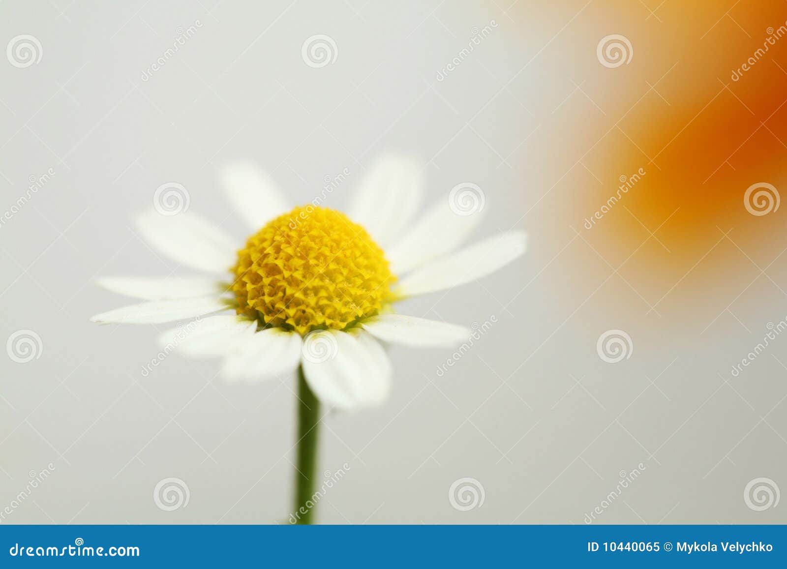 Tiny Flower In An Open Hand. Top View Of Human Hand Holding Little ...