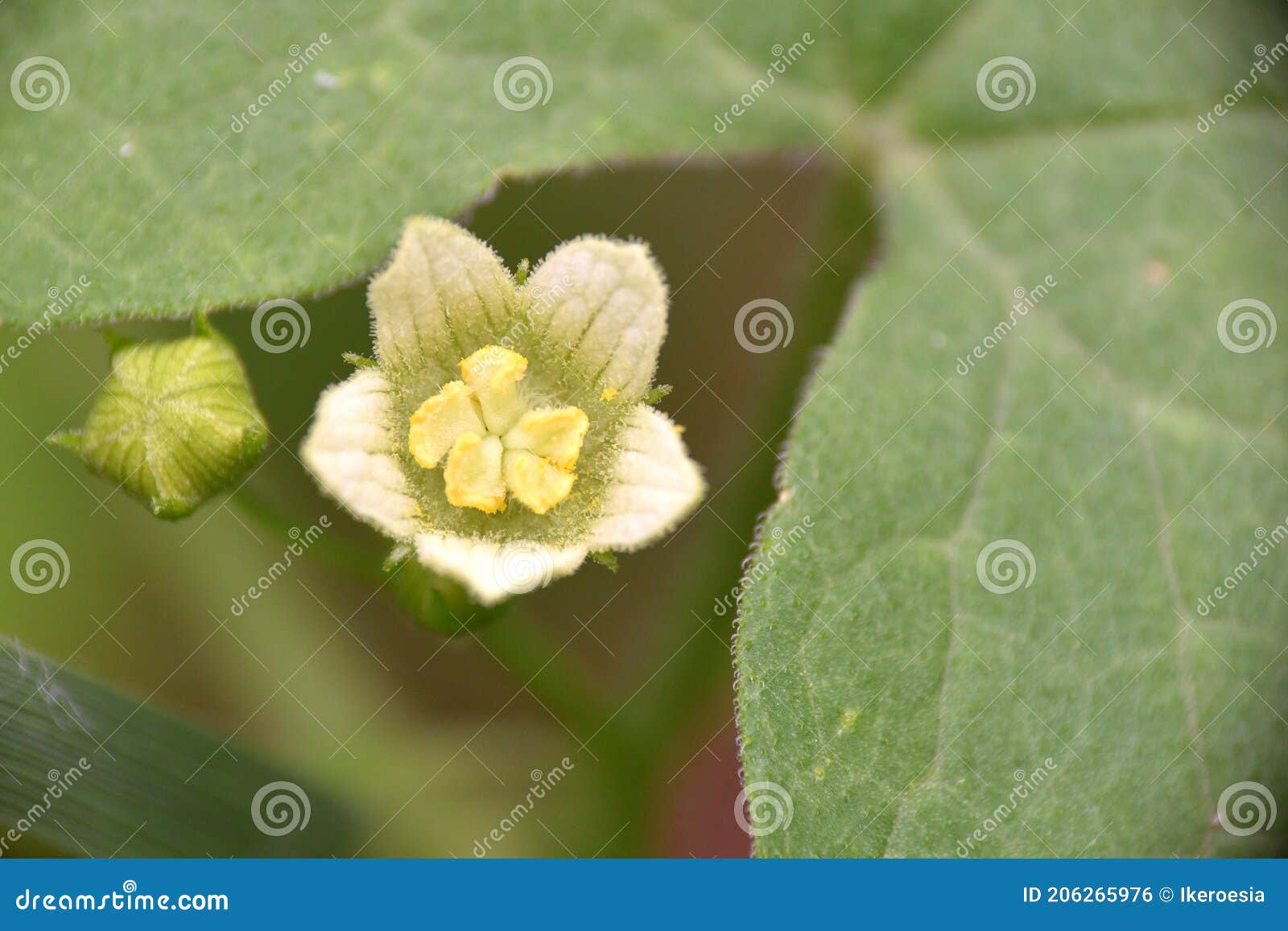 Royalty Free Images, Cartoons, Illustrations And Photos Designed By ...