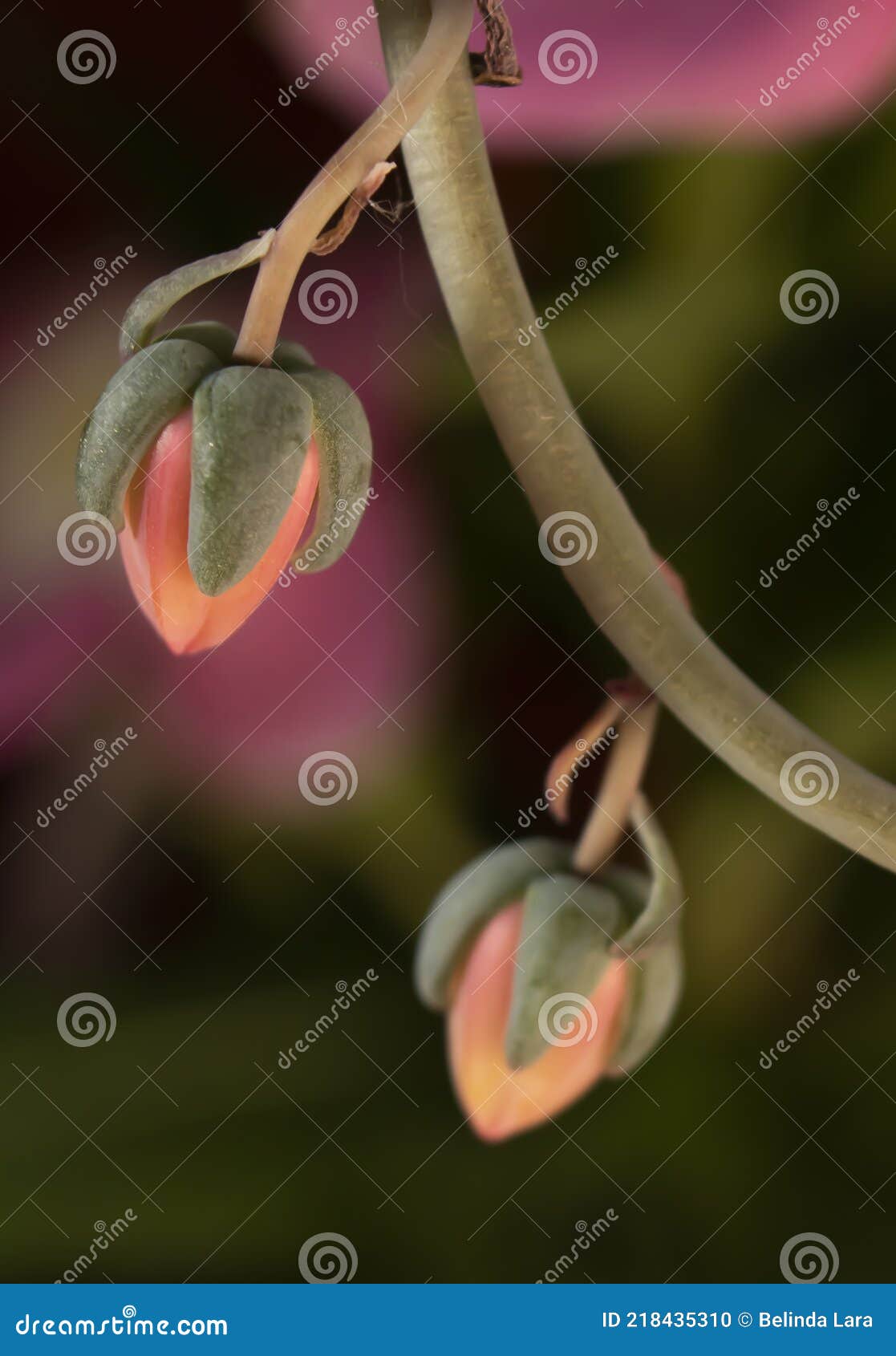 Tiny Flower Buds on a Stem stock photo. Image of plant - 218435310